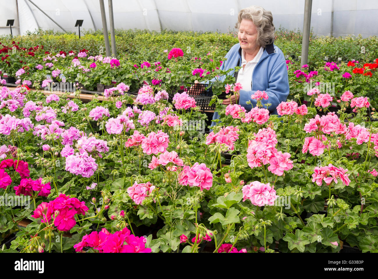 Pink geraniums red pelargoniums hi-res stock photography and images - Alamy