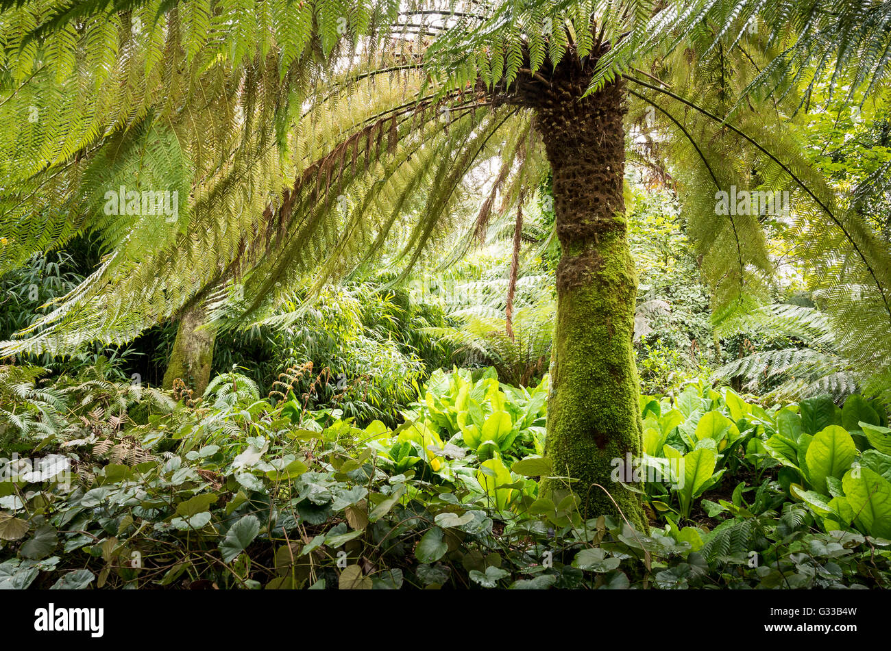 A Tree Fern in the JUBILEE garden at Trengwainton Cornwall UK Stock ...