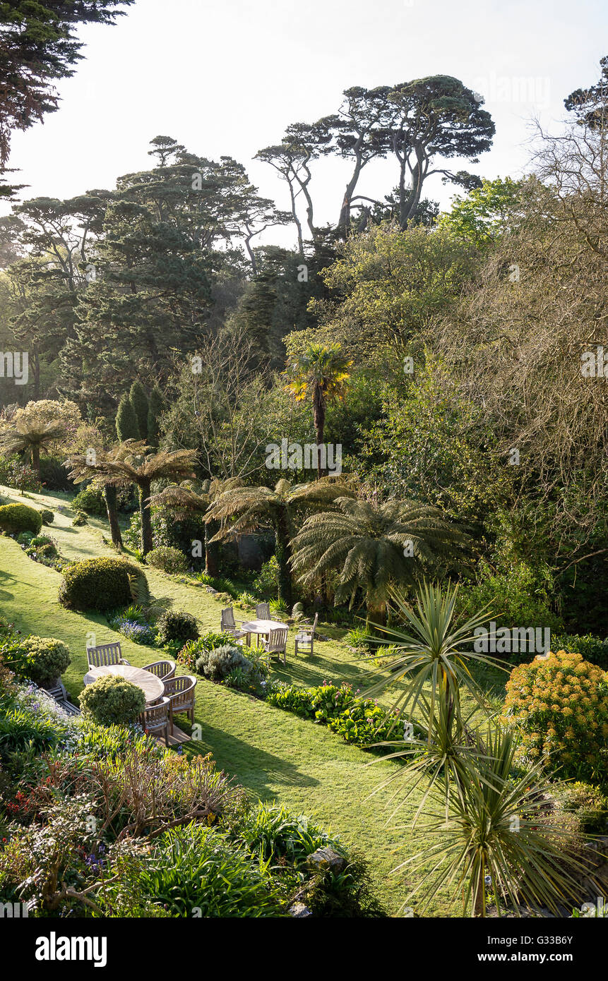 Perennials sub shrubs hi-res stock photography and images - Alamy