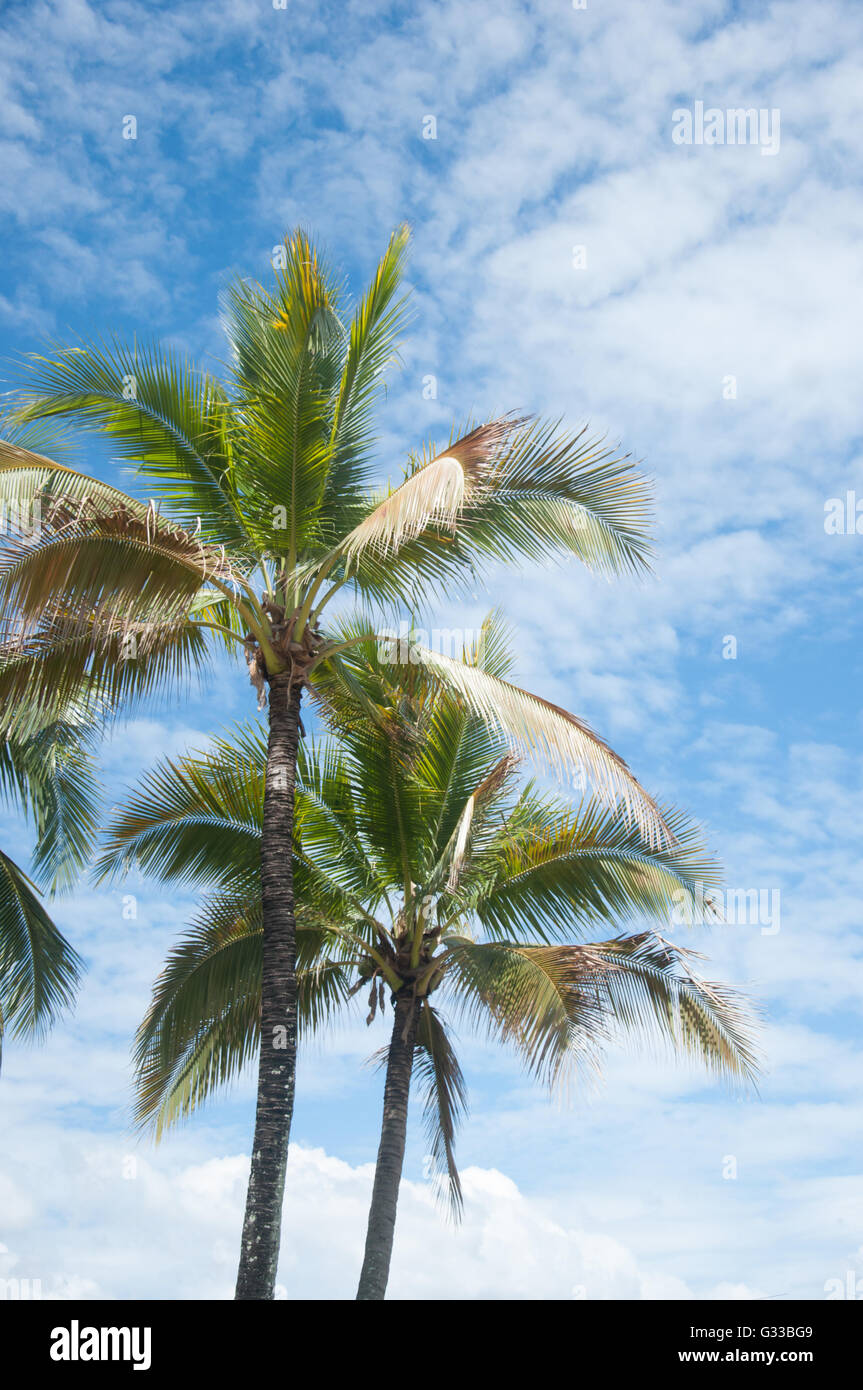 Coconut Plam tree on blue sky background Stock Photo - Alamy