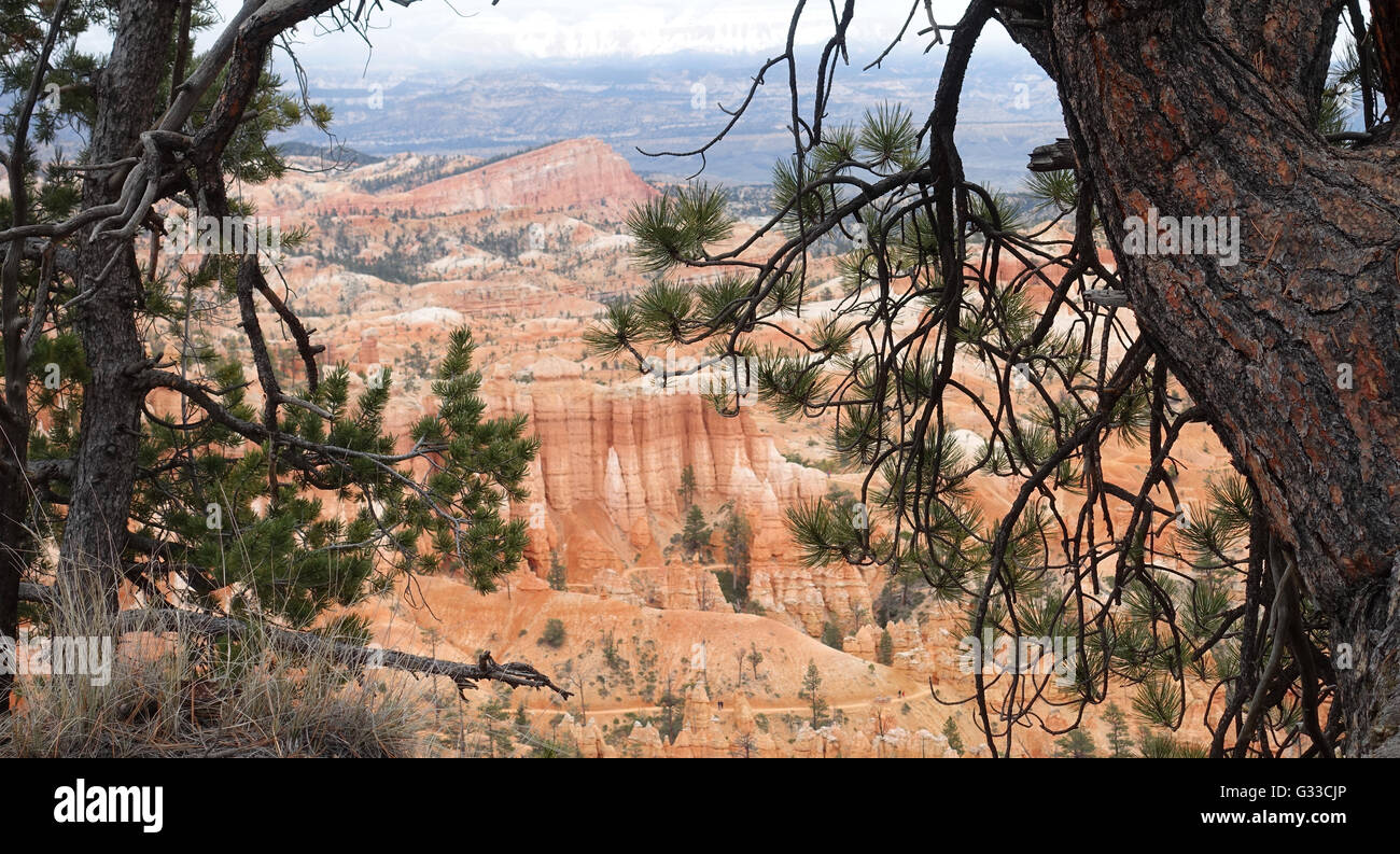 Bryce Canyon Amphitheatre Utah USA Stock Photo - Alamy
