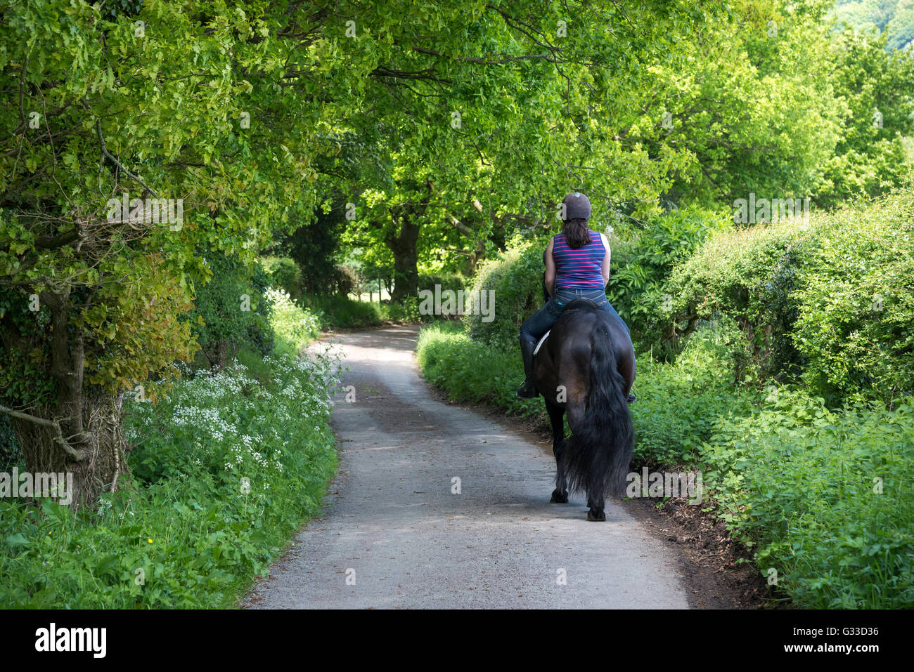 Horse rider on a country lane in the English countryside. A sunny ...