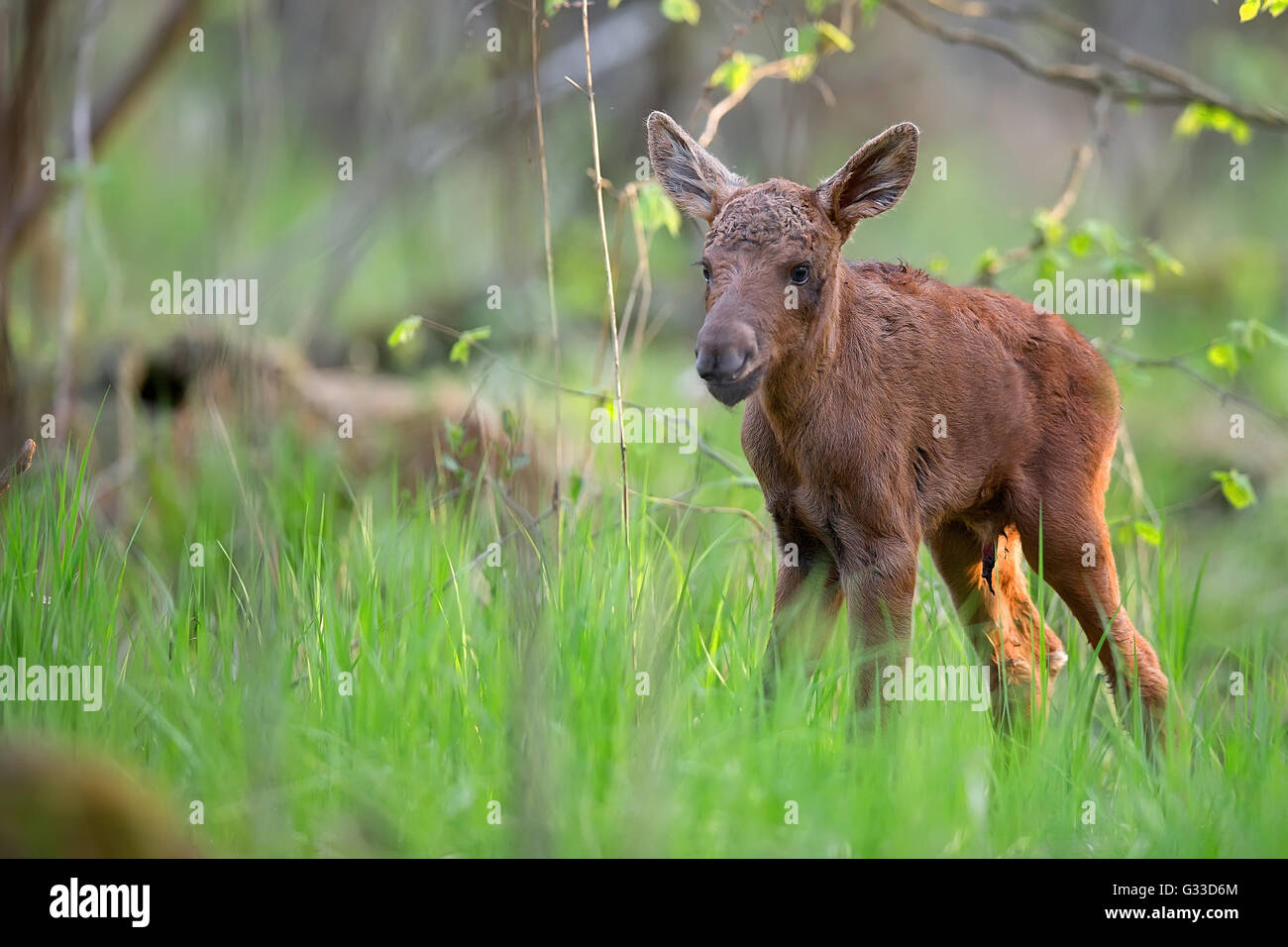 Young moose in the forest Stock Photo - Alamy