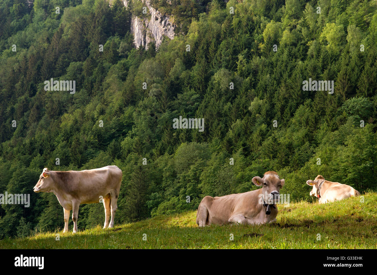 Cows in a alpine meadow near the Swiss village Innertkirchen Stock ...
