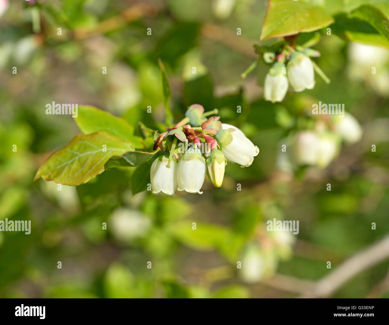 Blueberry blossoms hi-res stock photography and images - Alamy