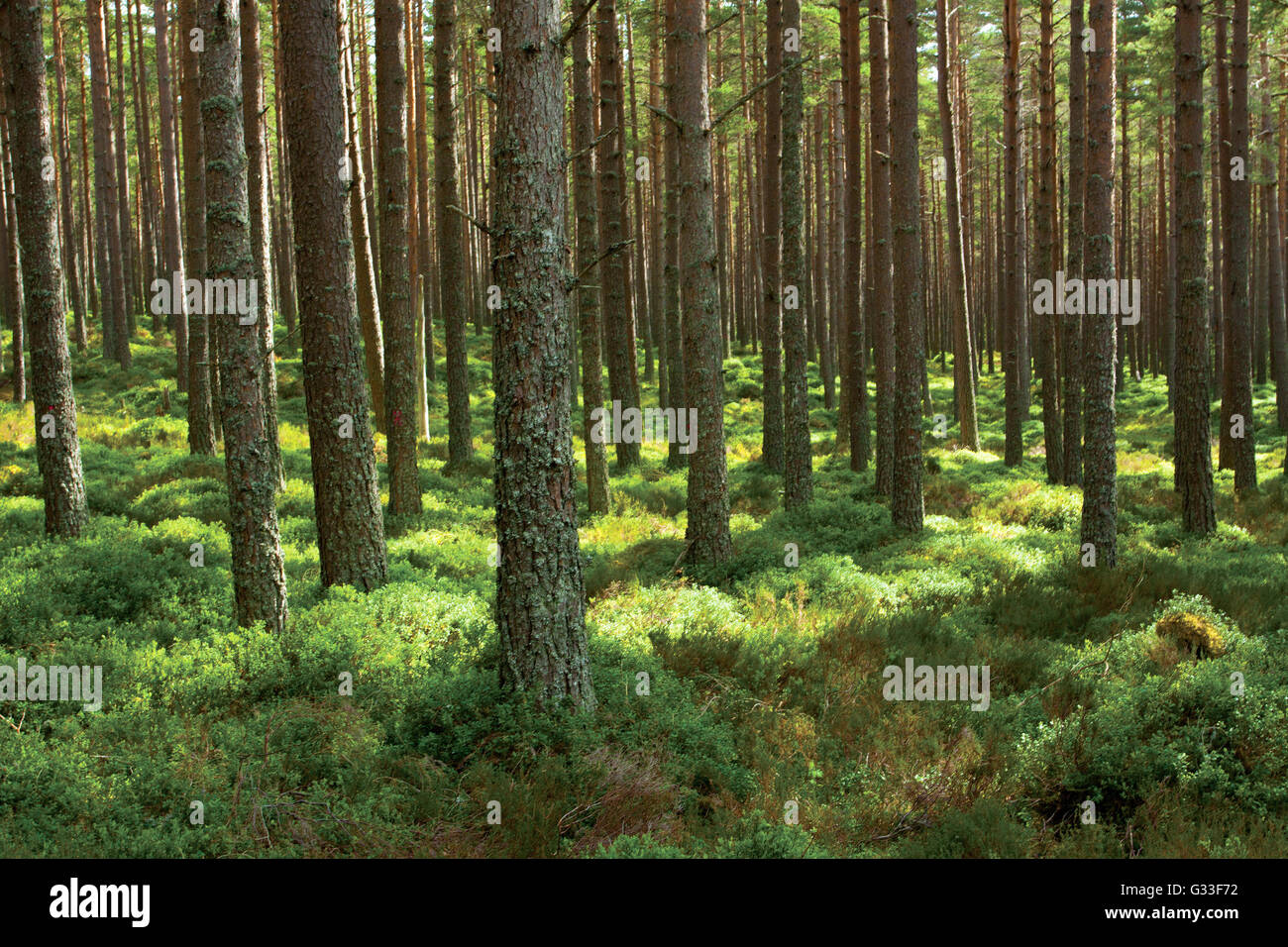 Glenmore Forest Park Scotland Walk High Resolution Stock Photography ...