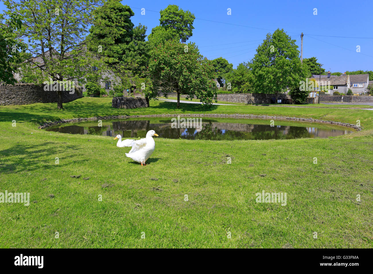 A pair of domestic white geese by the village duck pond on the green in ...