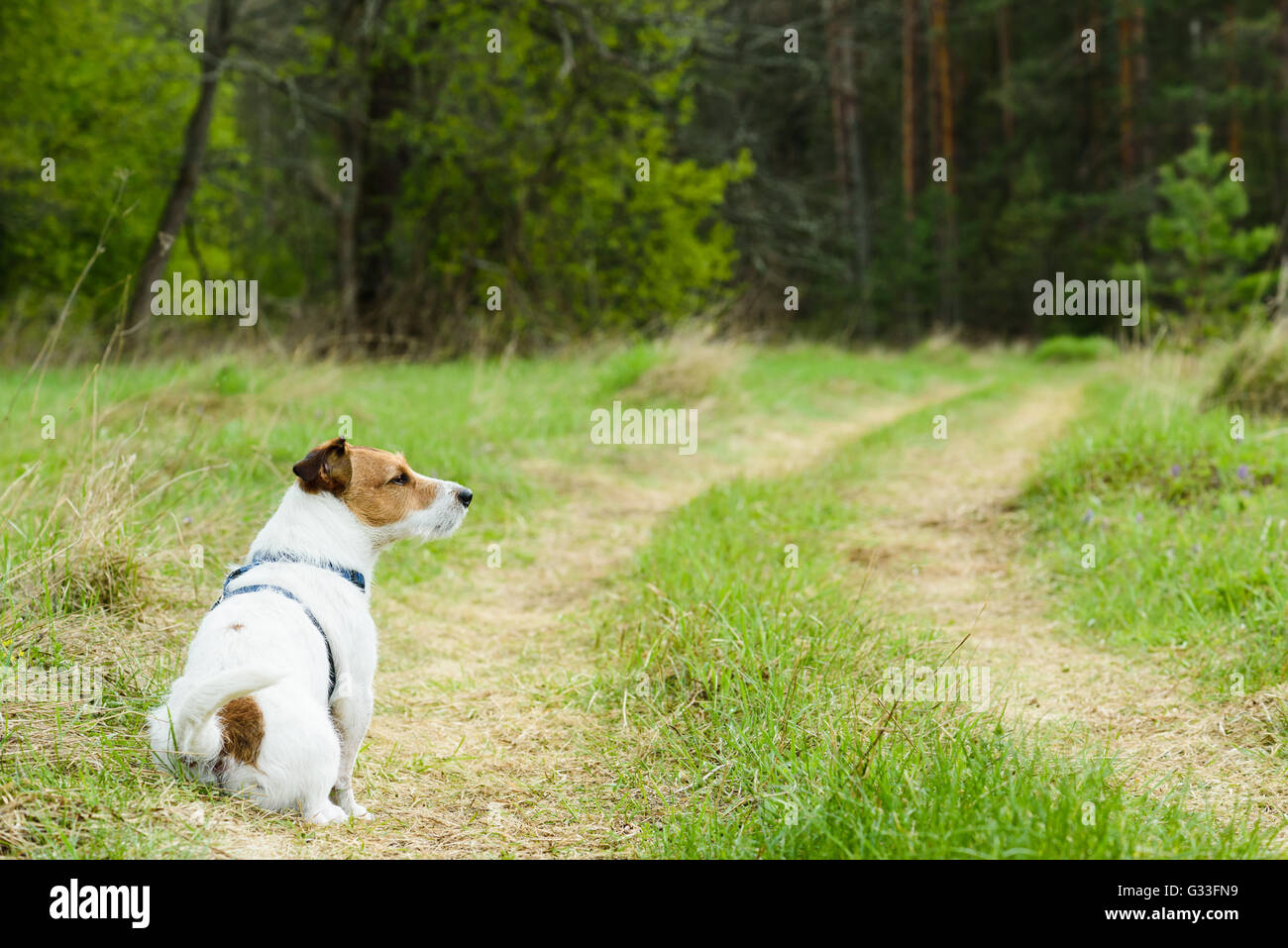 Sitting dog waiting to go for a walk along open road Stock Photo - Alamy