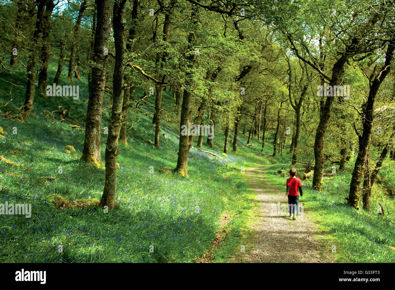 Bluebells at Lendrick Hill, The Great Trossachs Path, Glen Finglas ...