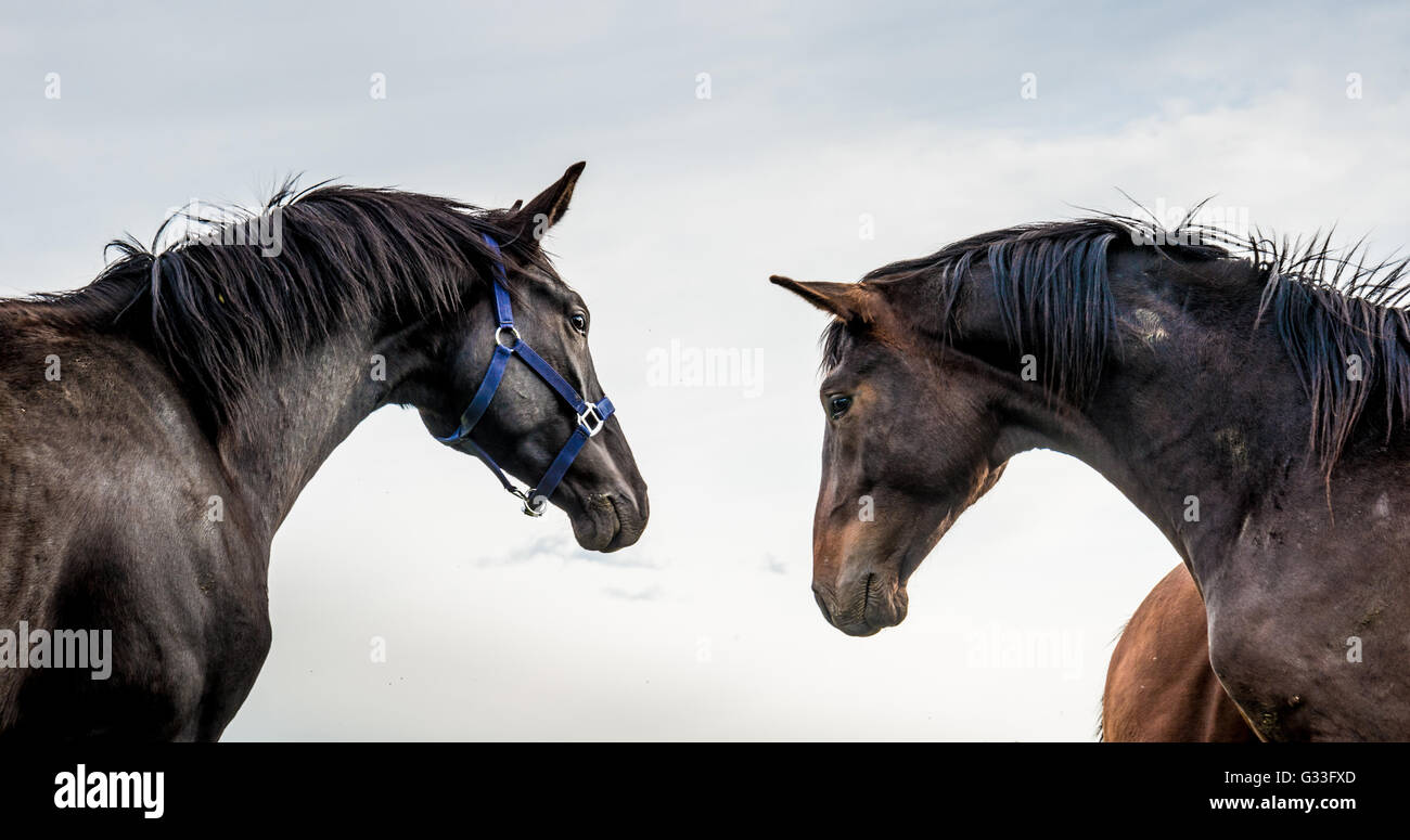 Stallions hi-res stock photography and images - Alamy