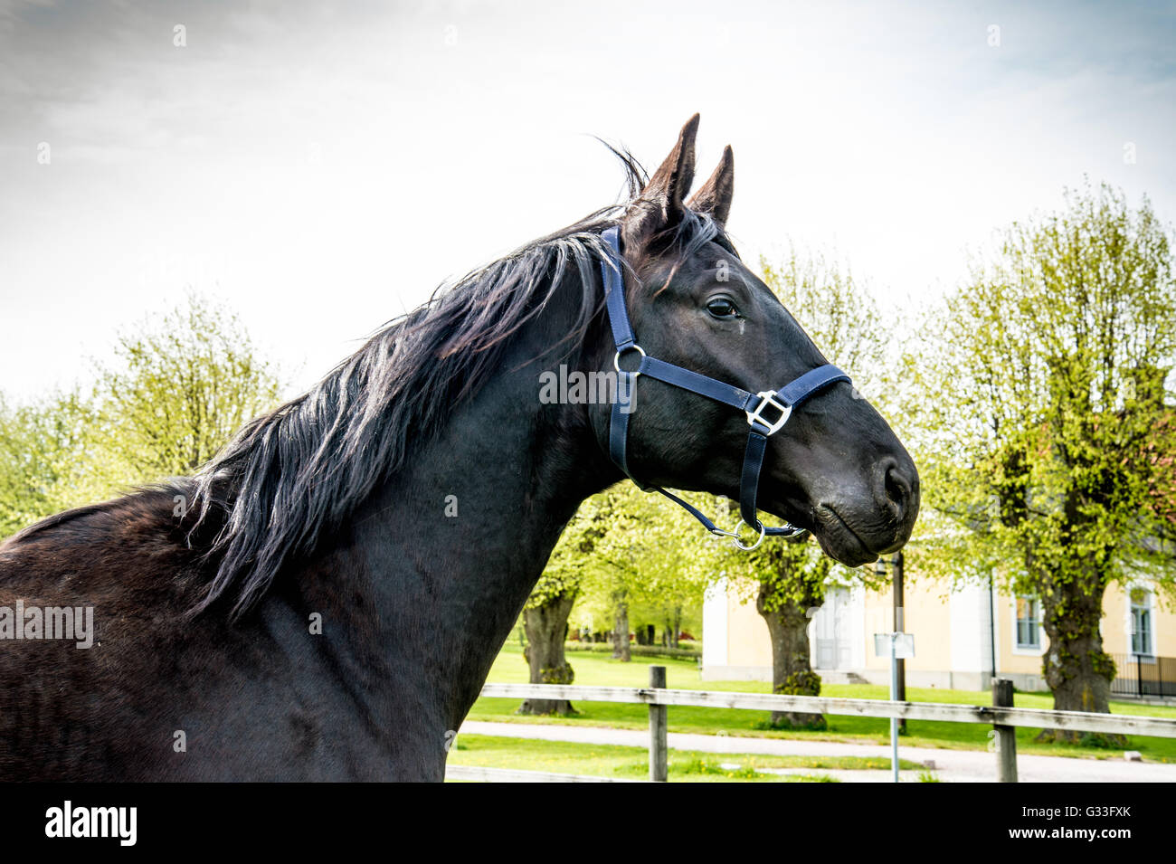 Stallions High Resolution Stock Photography and Images - Alamy