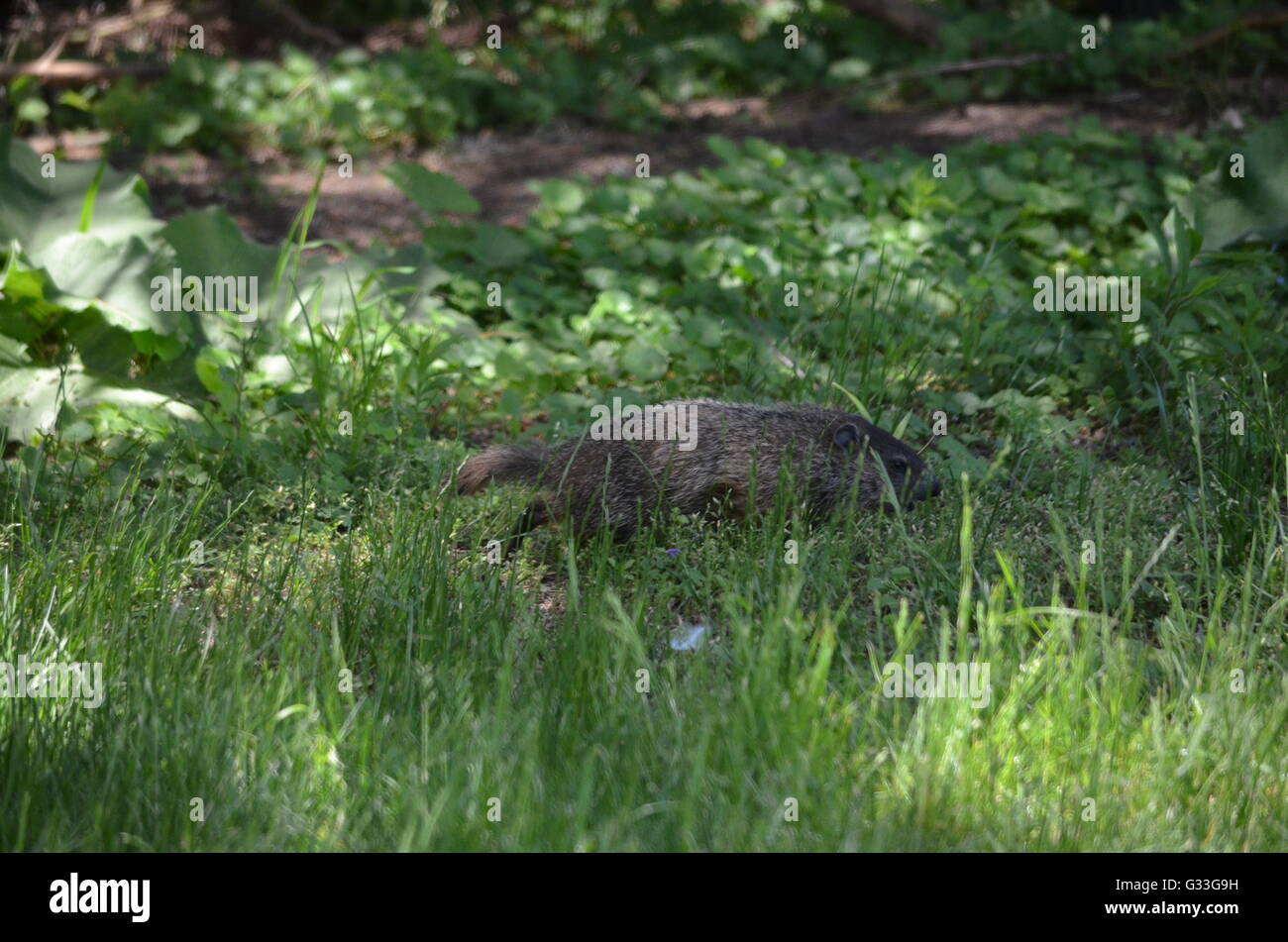 Woodchuck animal hi-res stock photography and images - Alamy