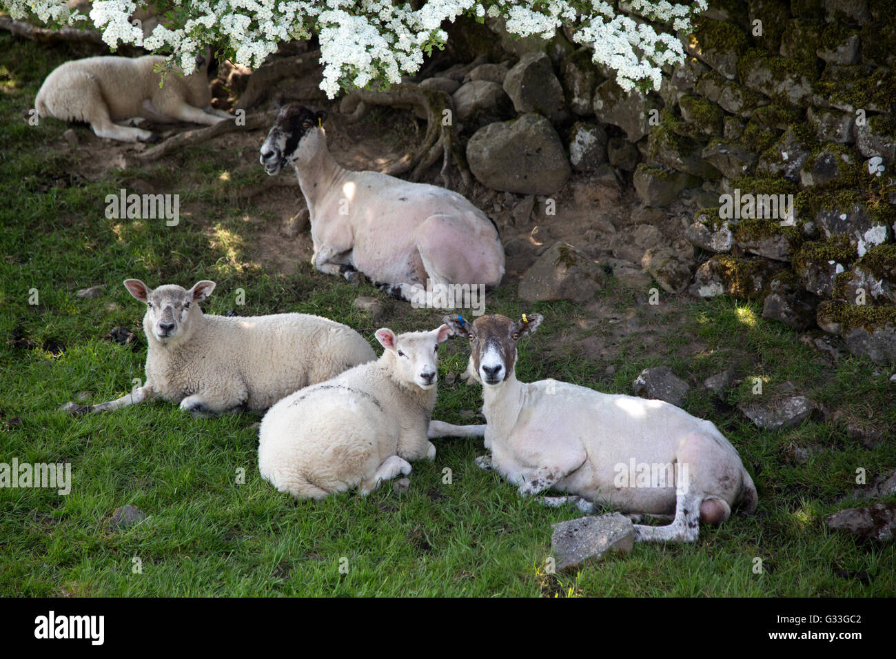 Butcher sheep hi-res stock photography and images - Alamy