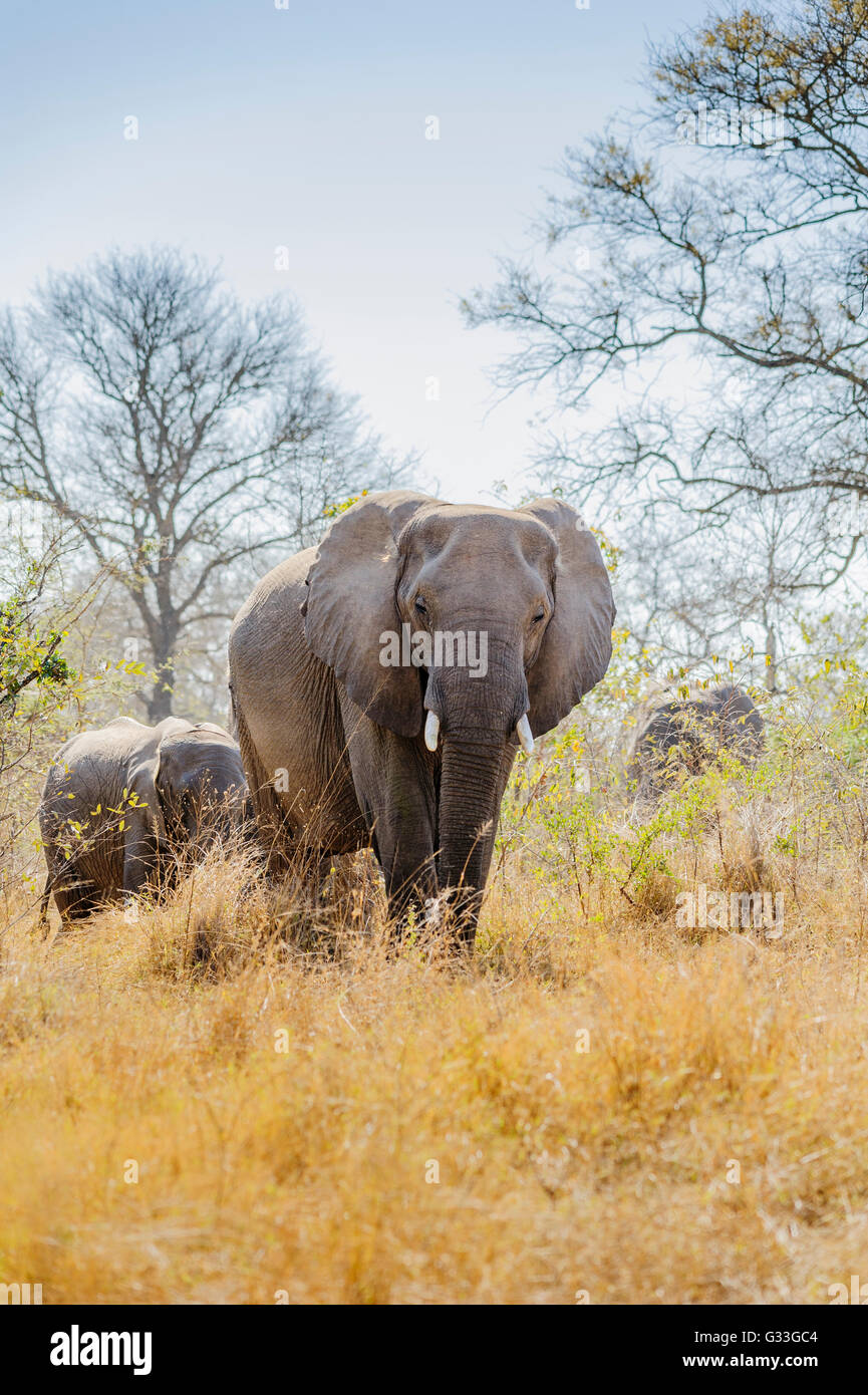 Group of elephants with babies in the bushes in December, South Africa ...