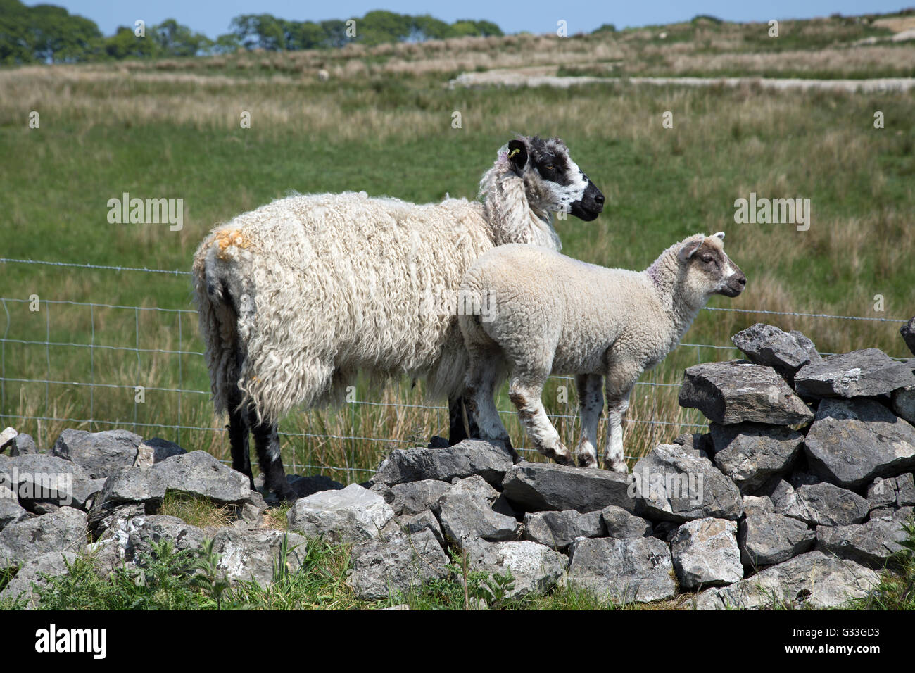 Protecting sheep hi-res stock photography and images - Alamy