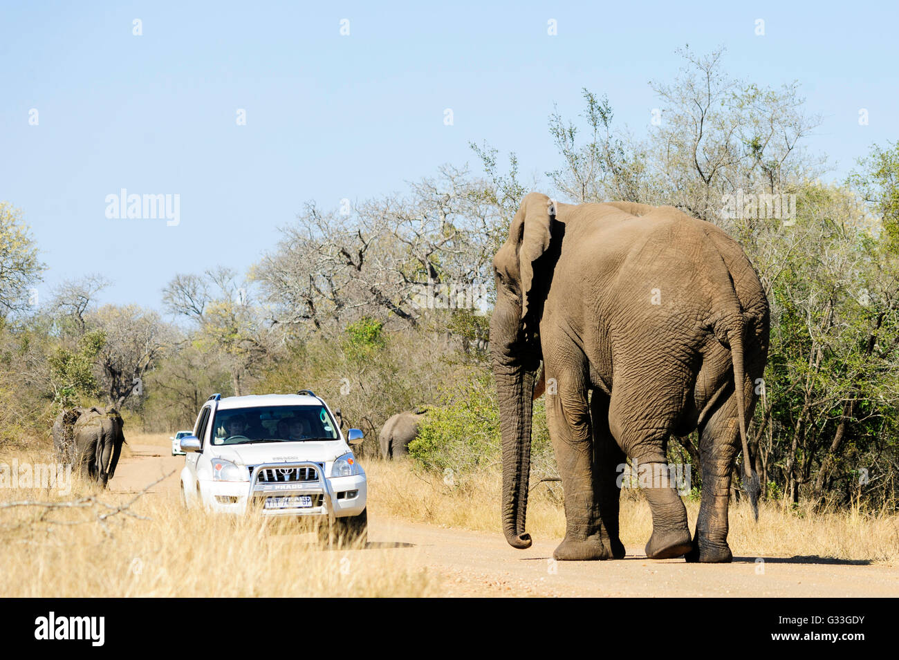 Safari vehicle in front elephant hi-res stock photography and images ...