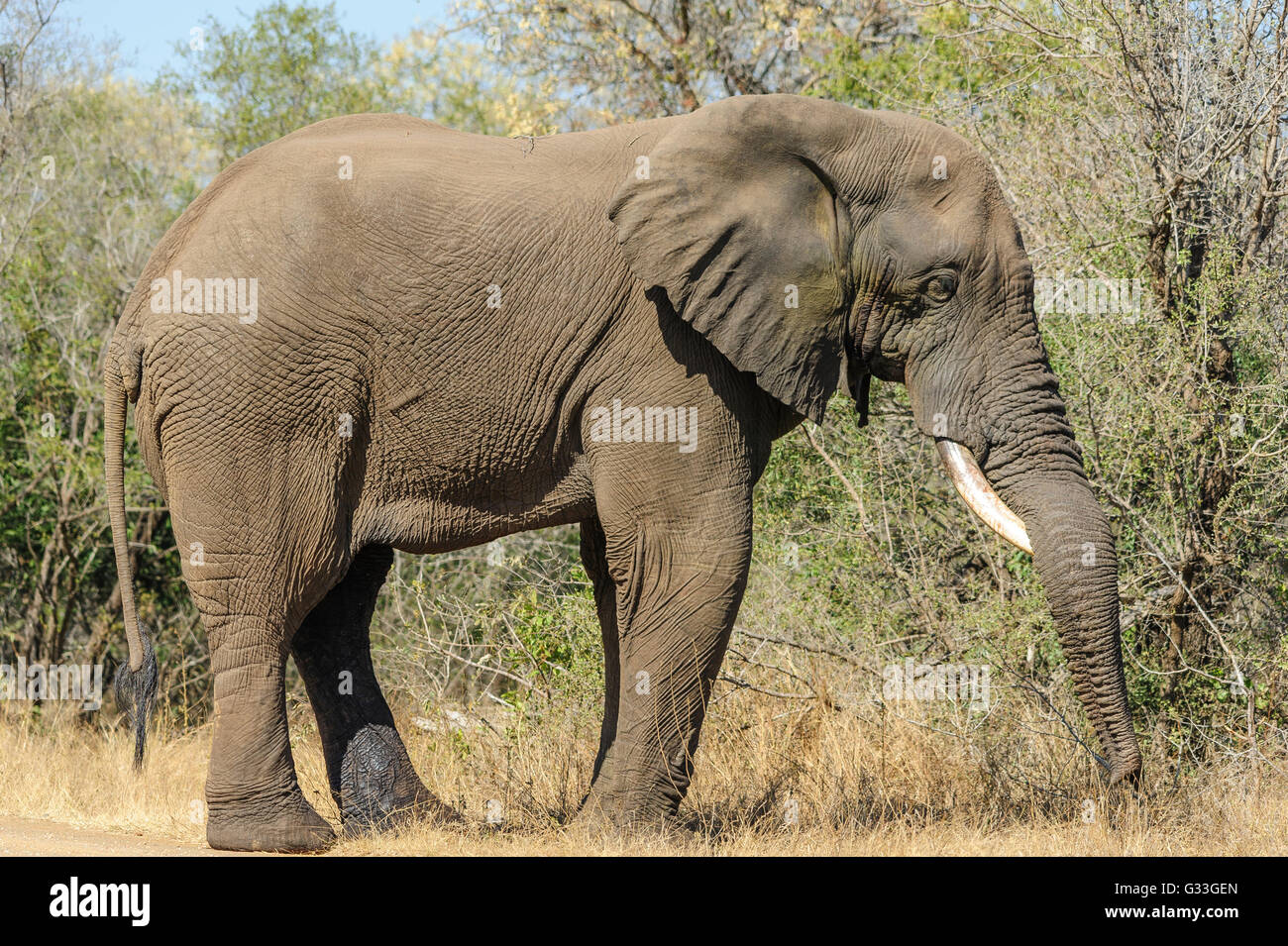 Wild Elephant with only one tusk playing with his trunk, South Africa ...