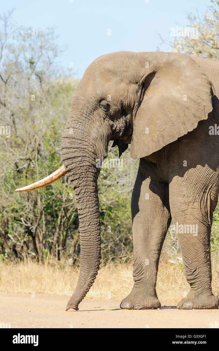 Elephant crossing a track hi-res stock photography and images - Alamy