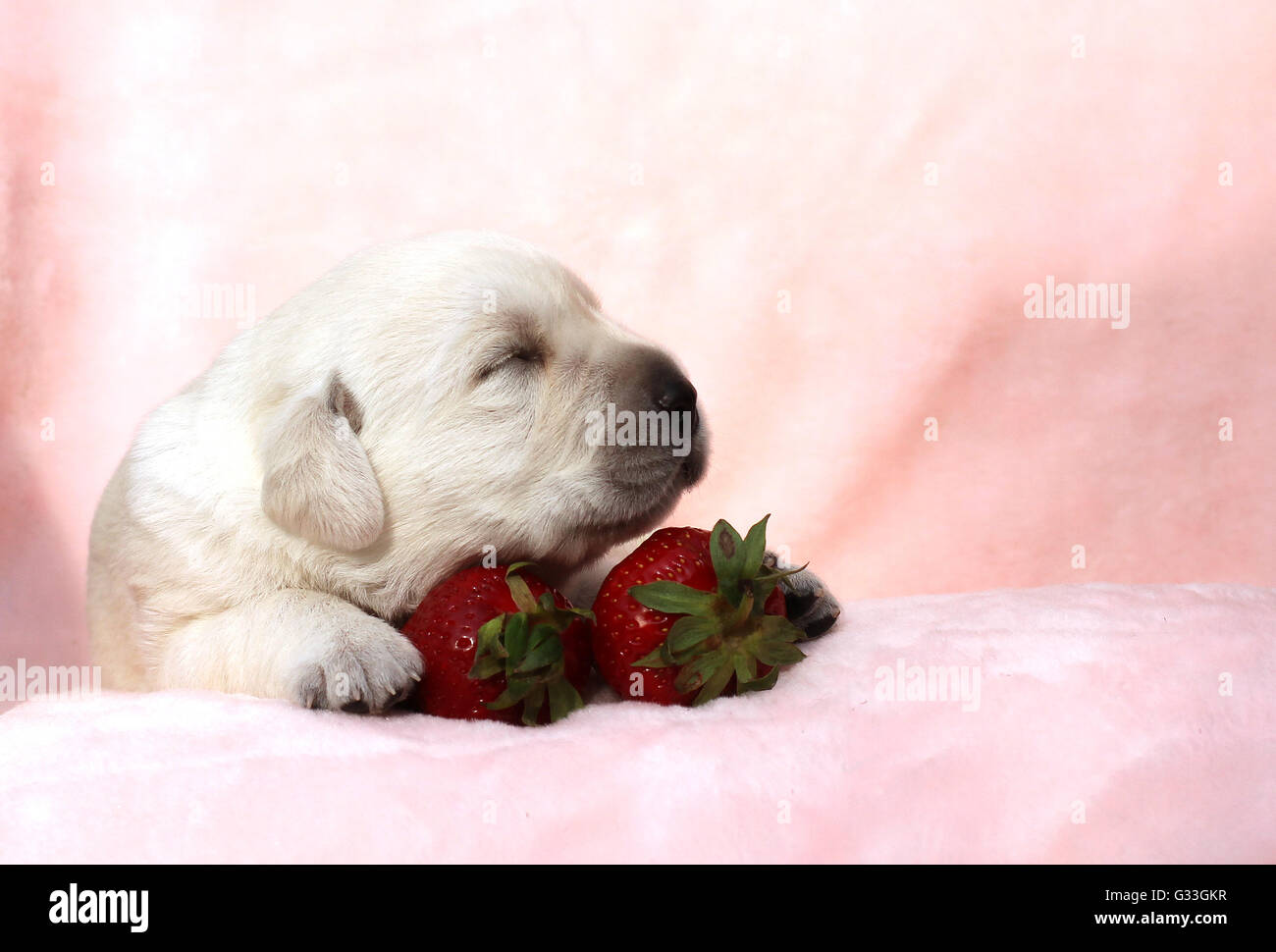 a little yellow labrador puppy sitting on red background with a ...
