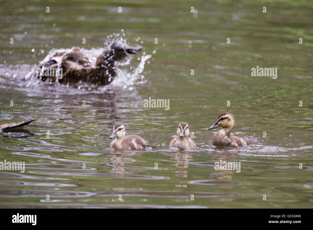 Mallard duck hen hi-res stock photography and images - Alamy