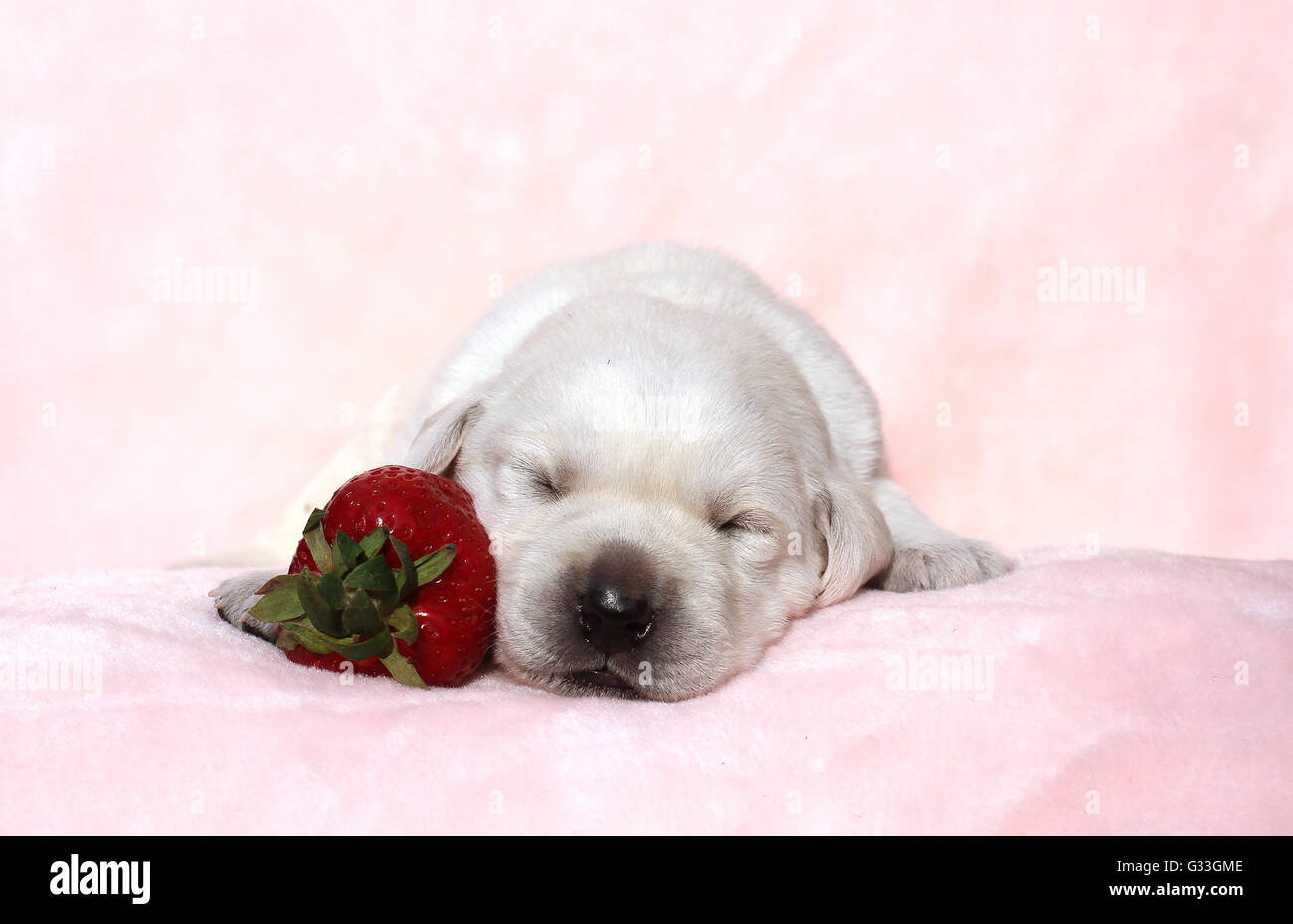 the little yellow labrador puppy sitting on red background with a ...