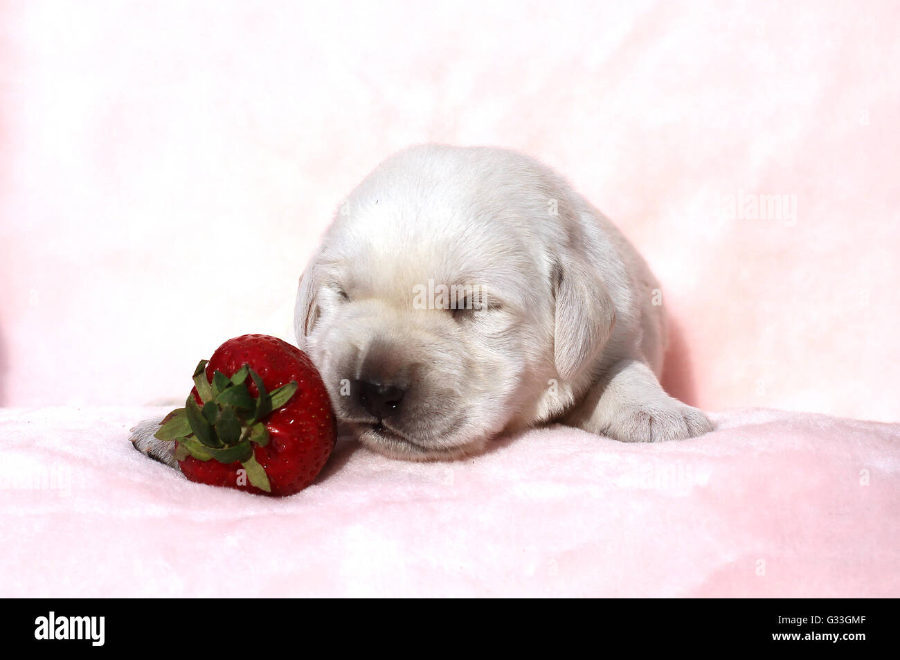 a little yellow labrador puppy sitting on red background with a ...