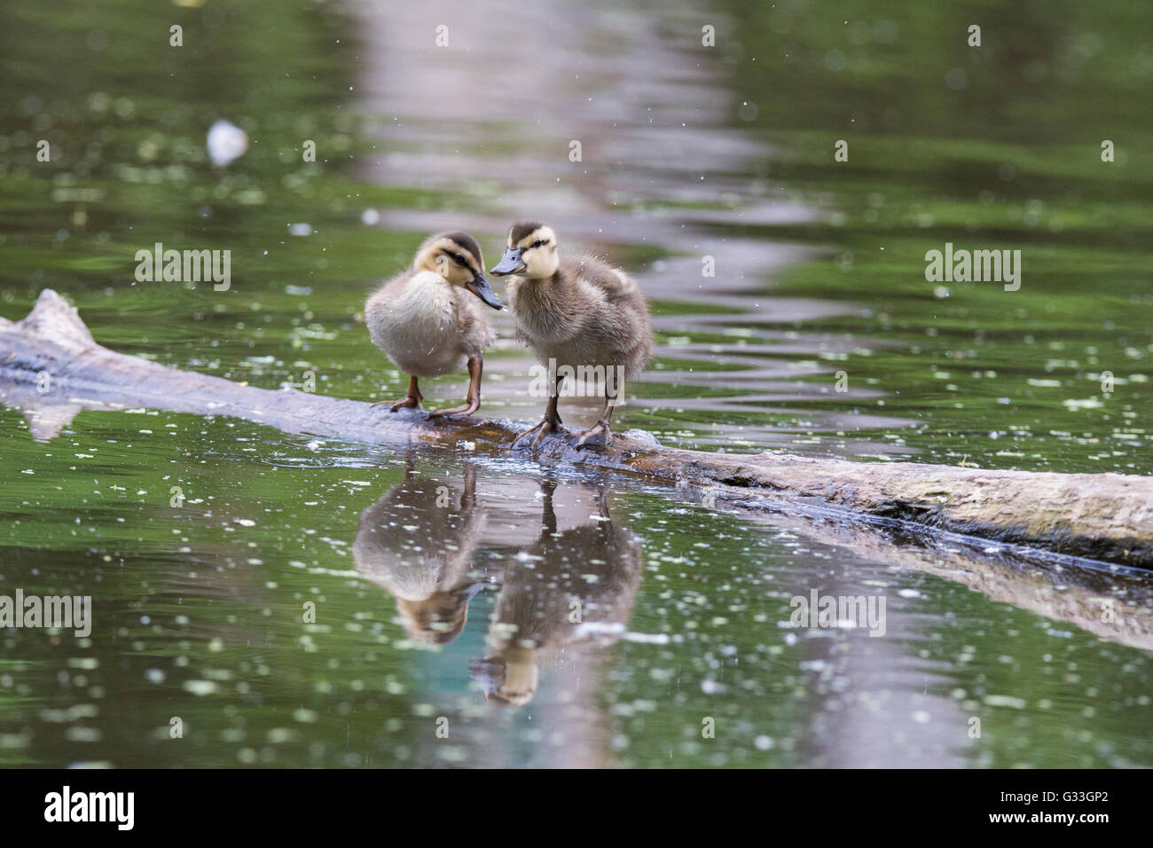 Mallard Duck hen and her ducklings Stock Photo - Alamy