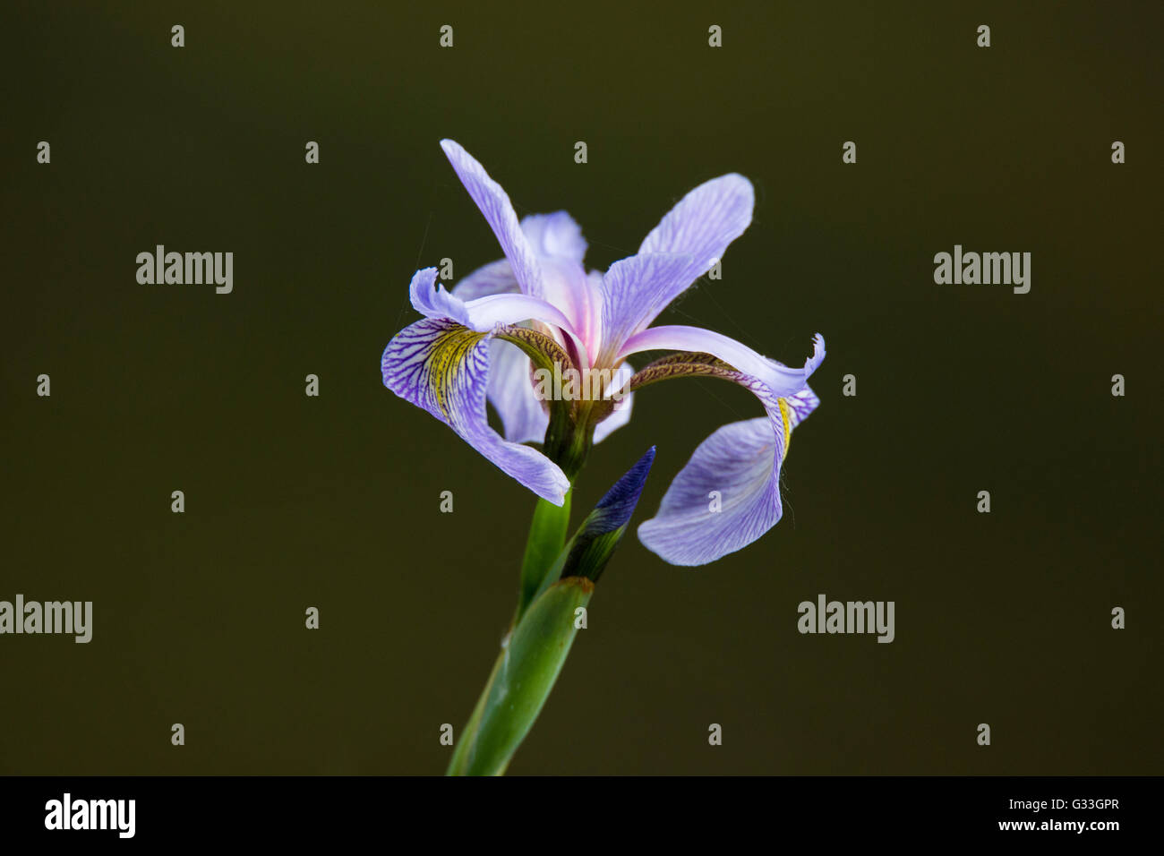 Iris versicolor Flowers isolated on black background in Spring Stock ...