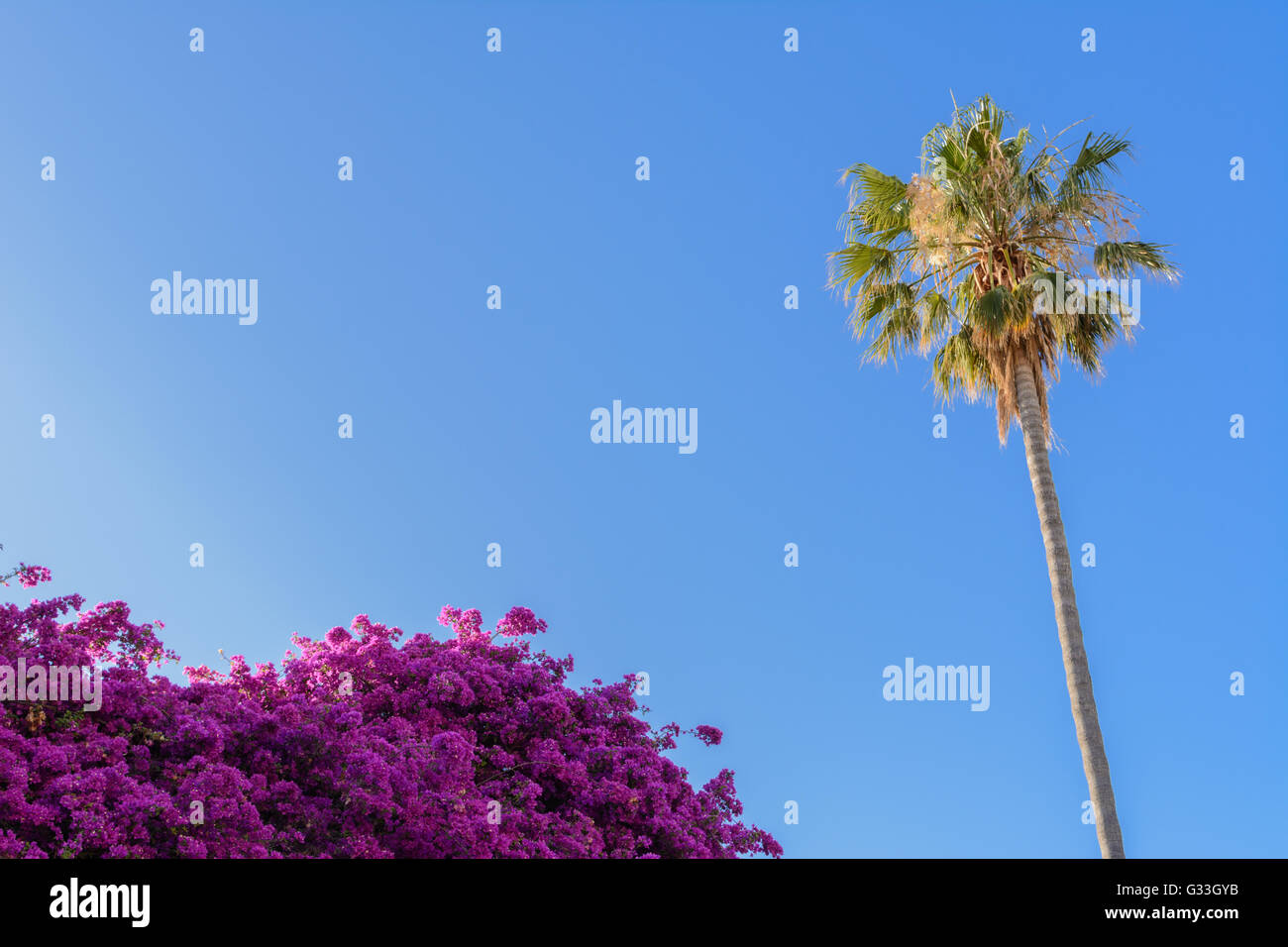 Color contrast of a blue sky, a palm tree and some flowers. All ...