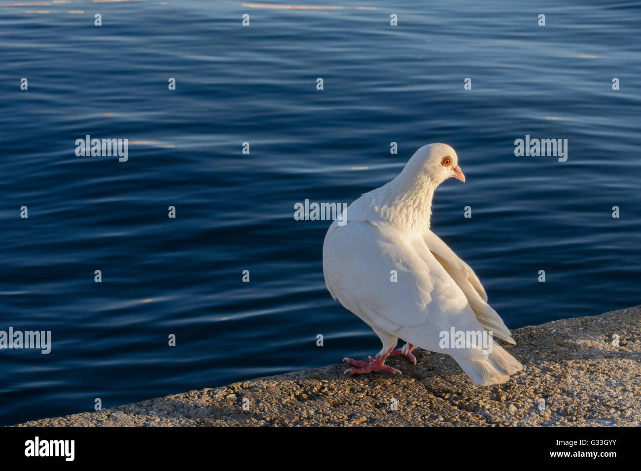 A pigeon on the dock of Kos Island port Stock Photo - Alamy