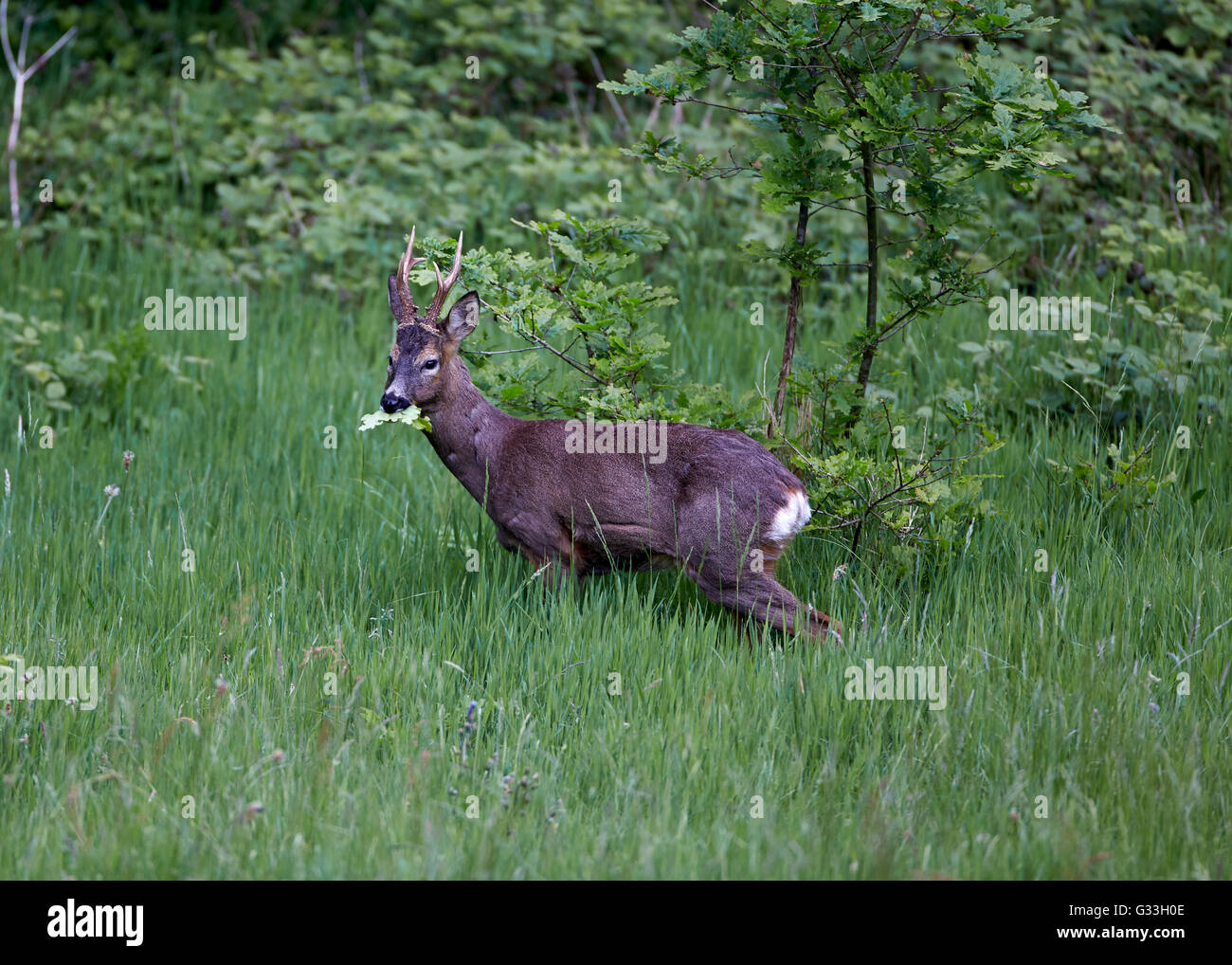 Yorkshire roe buck hi-res stock photography and images - Alamy
