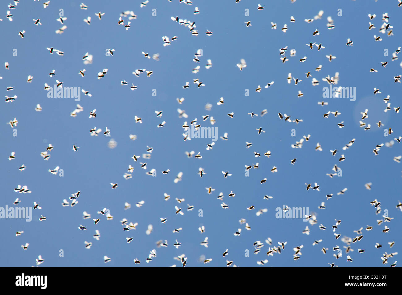 Honey bee swarm sky hi-res stock photography and images - Alamy