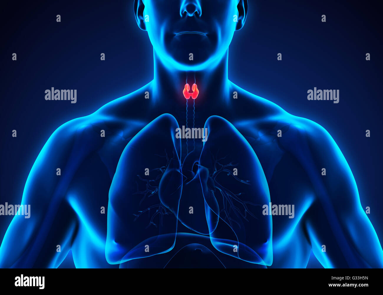 Human Thyroid Gland Anatomy Stock Photo - Alamy