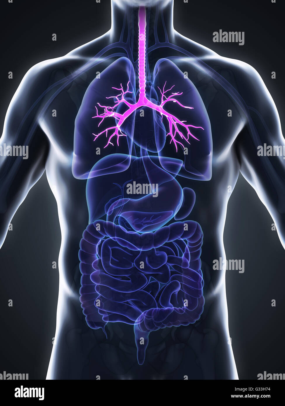 Human Bronchi Anatomy Stock Photo - Alamy