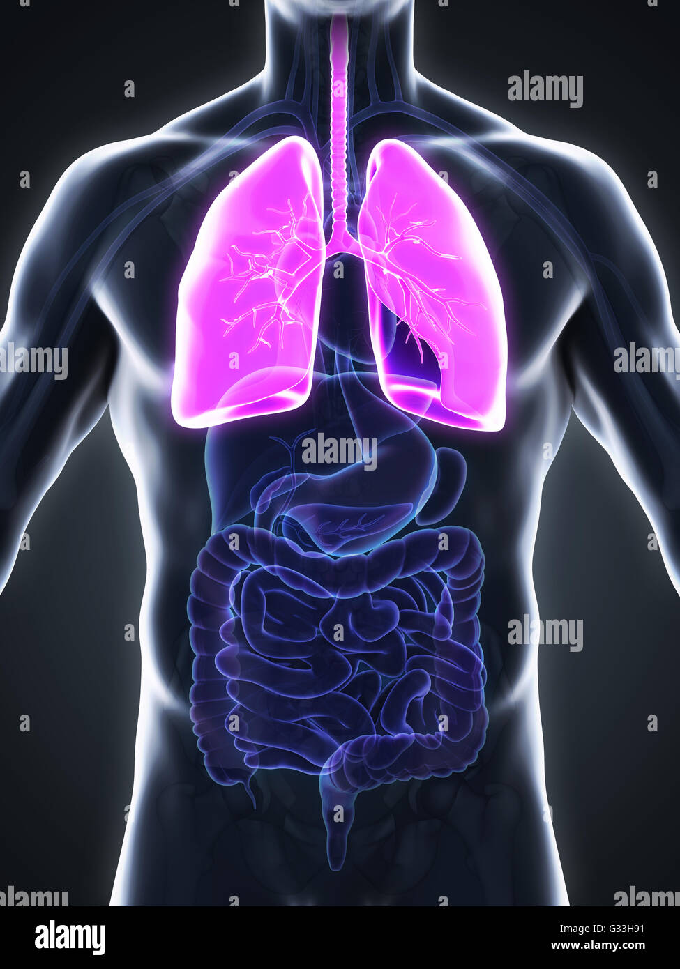 Human respiratory system hi-res stock photography and images - Alamy
