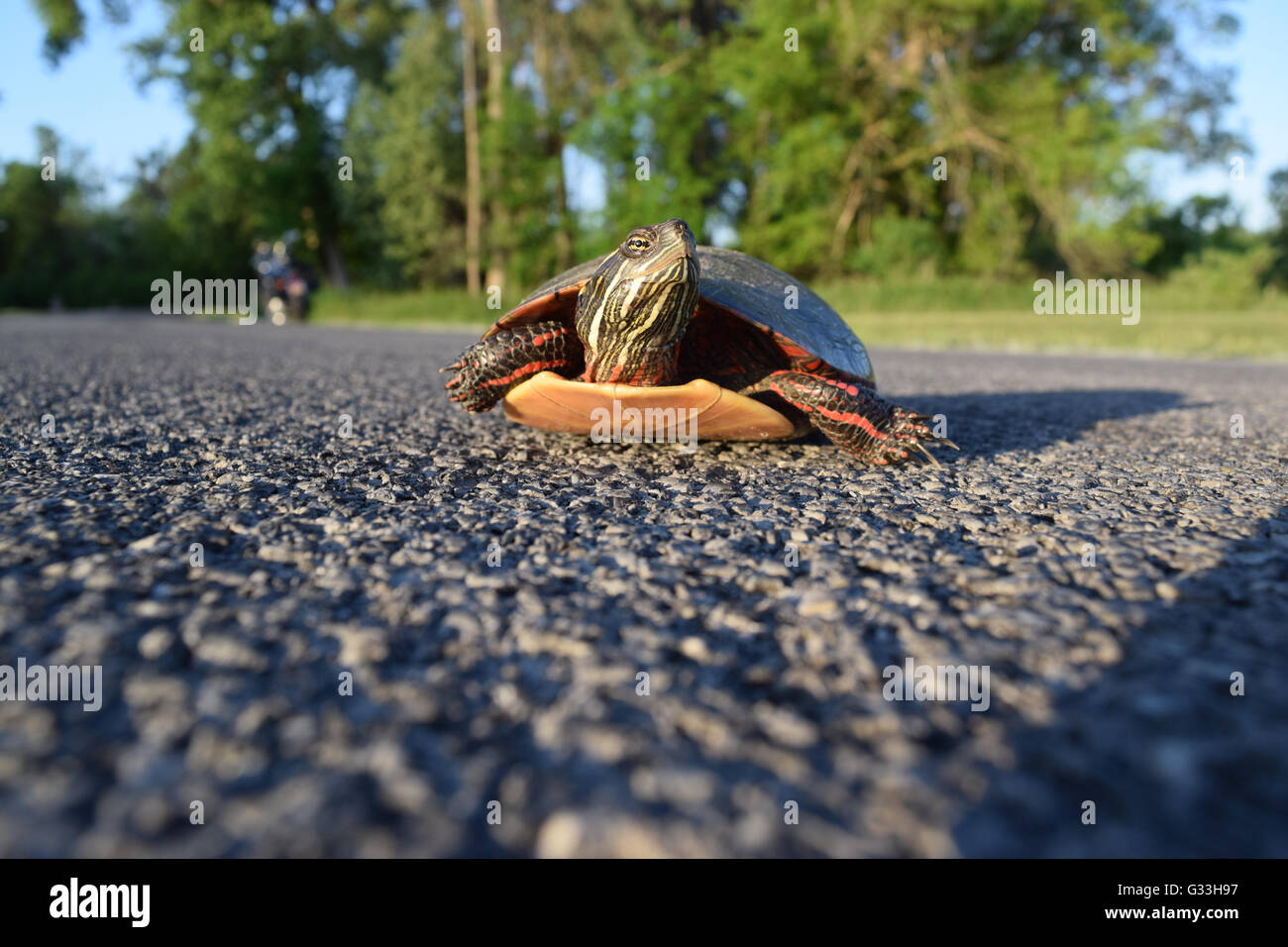 Painted turtle crossing the road Stock Photo - Alamy
