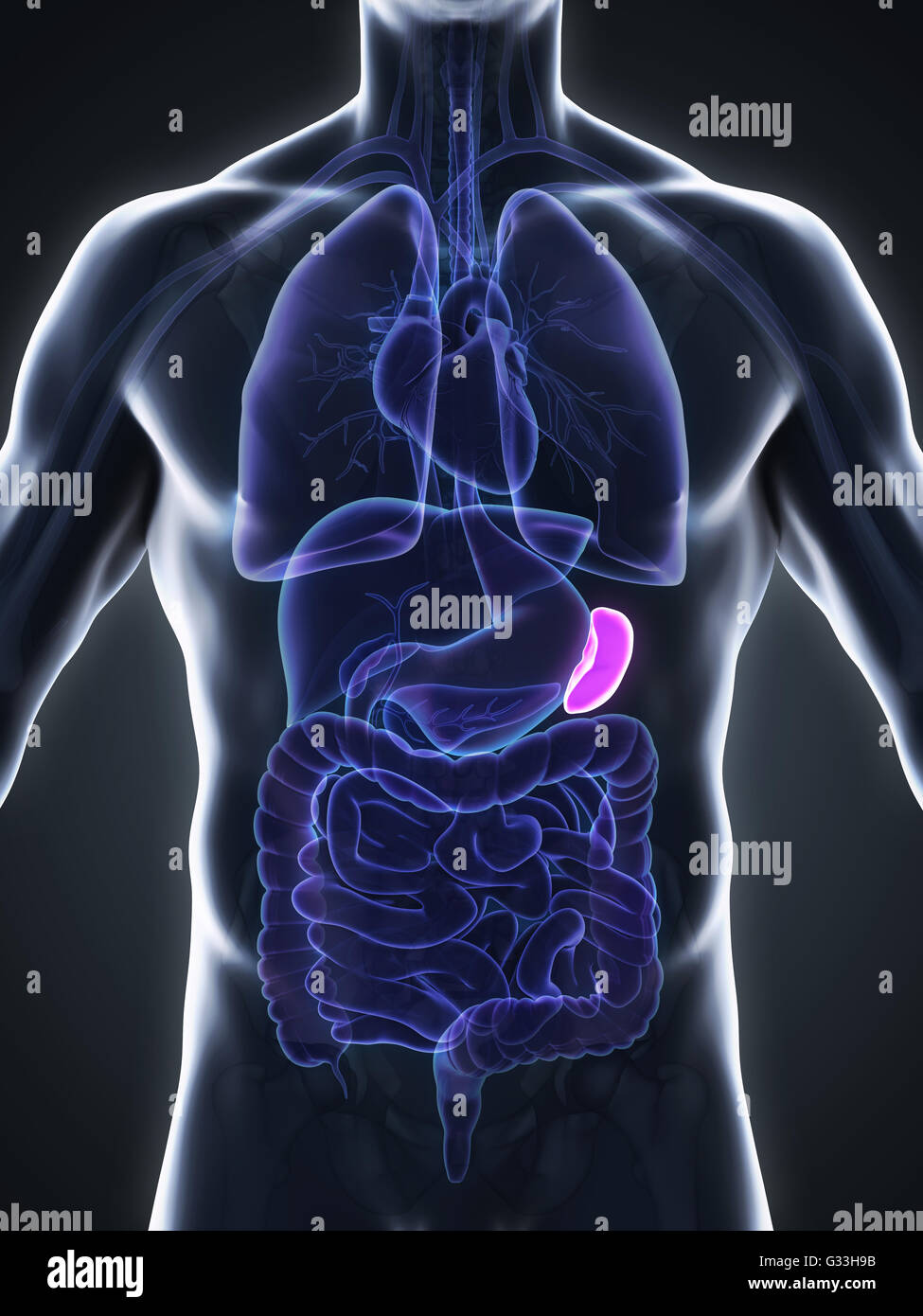 Human Spleen Anatomy Stock Photo - Alamy