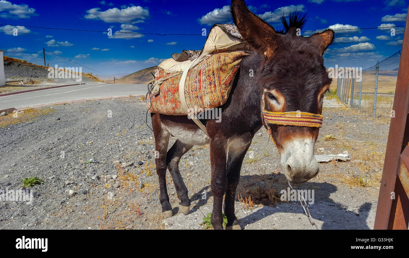 Air Donkey Stock Photos & Air Donkey Stock Images - Alamy