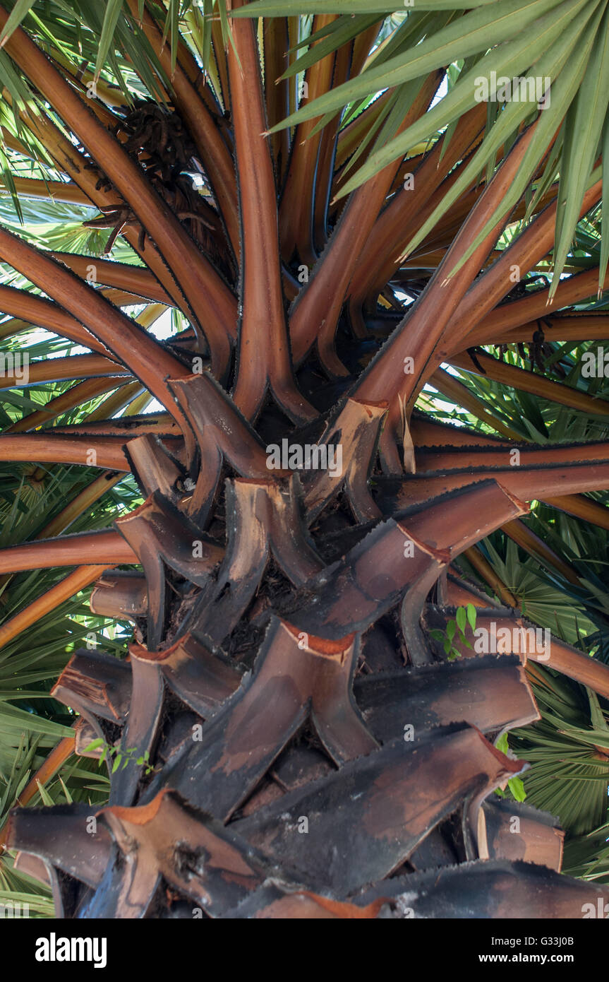 Trunk palm hi-res stock photography and images - Alamy