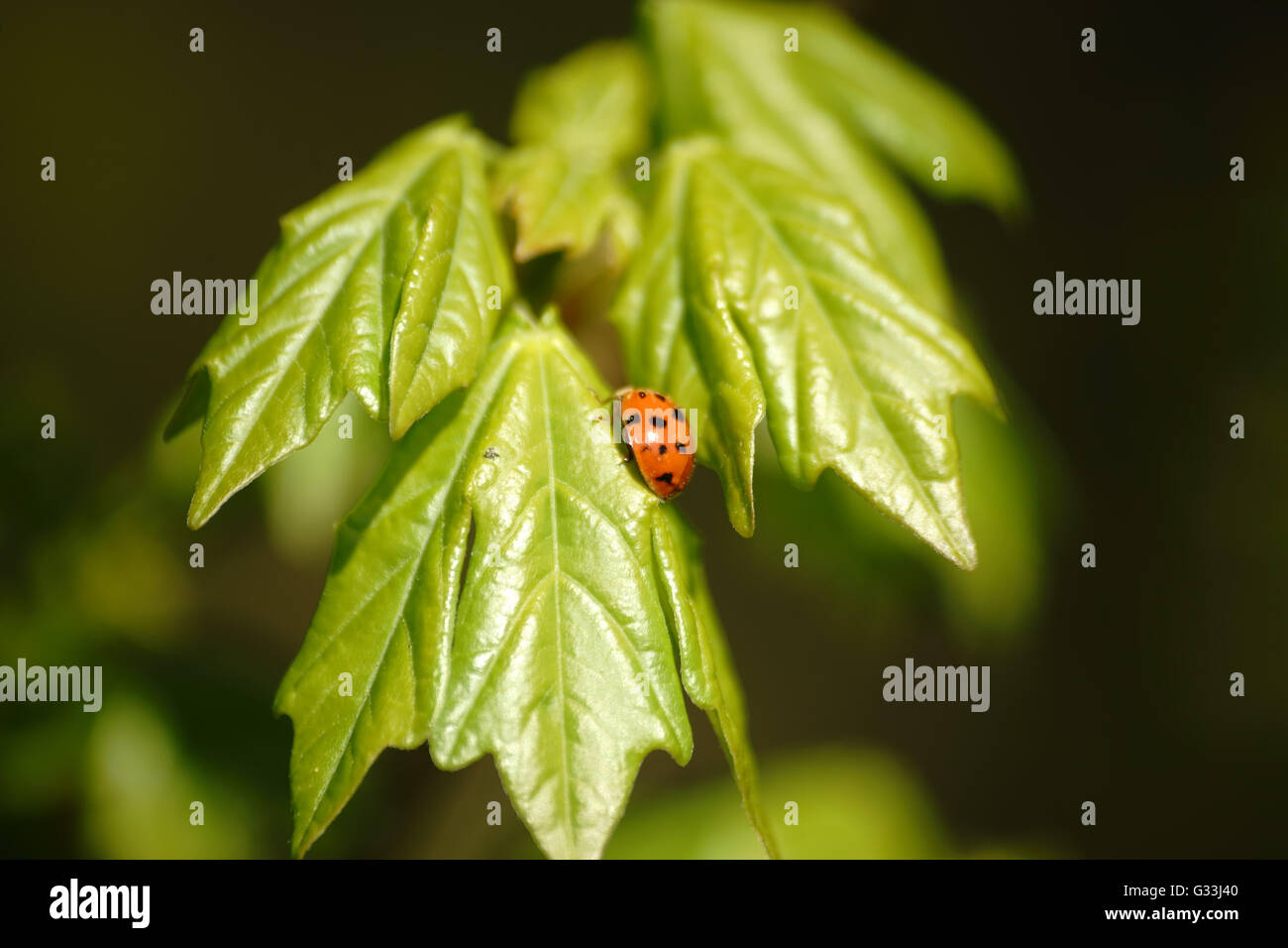 Coleoptera coccinellidae ladybug hi-res stock photography and images ...