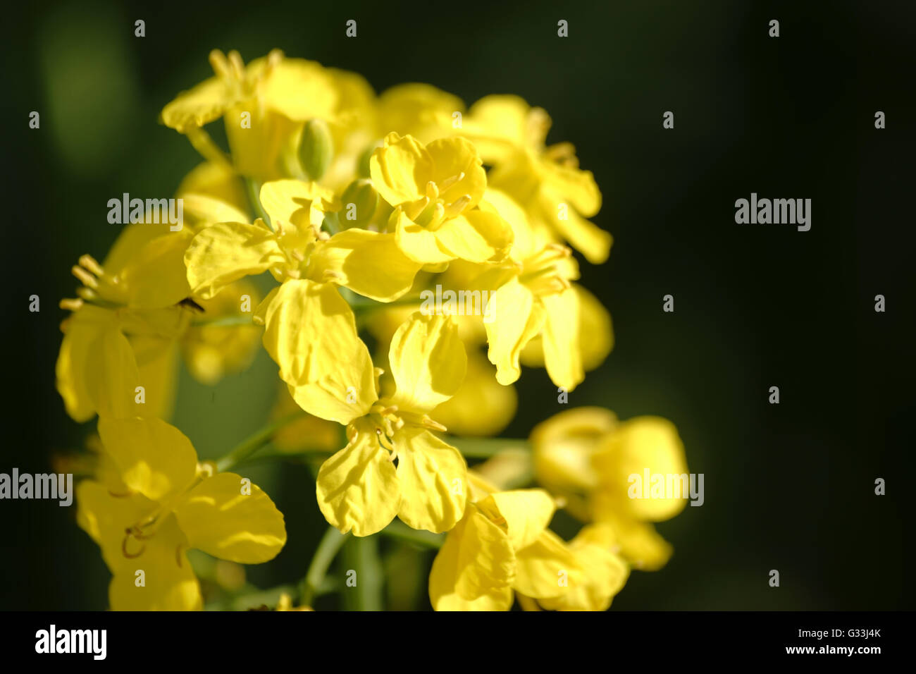 Rape flower in sunlight Stock Photo - Alamy