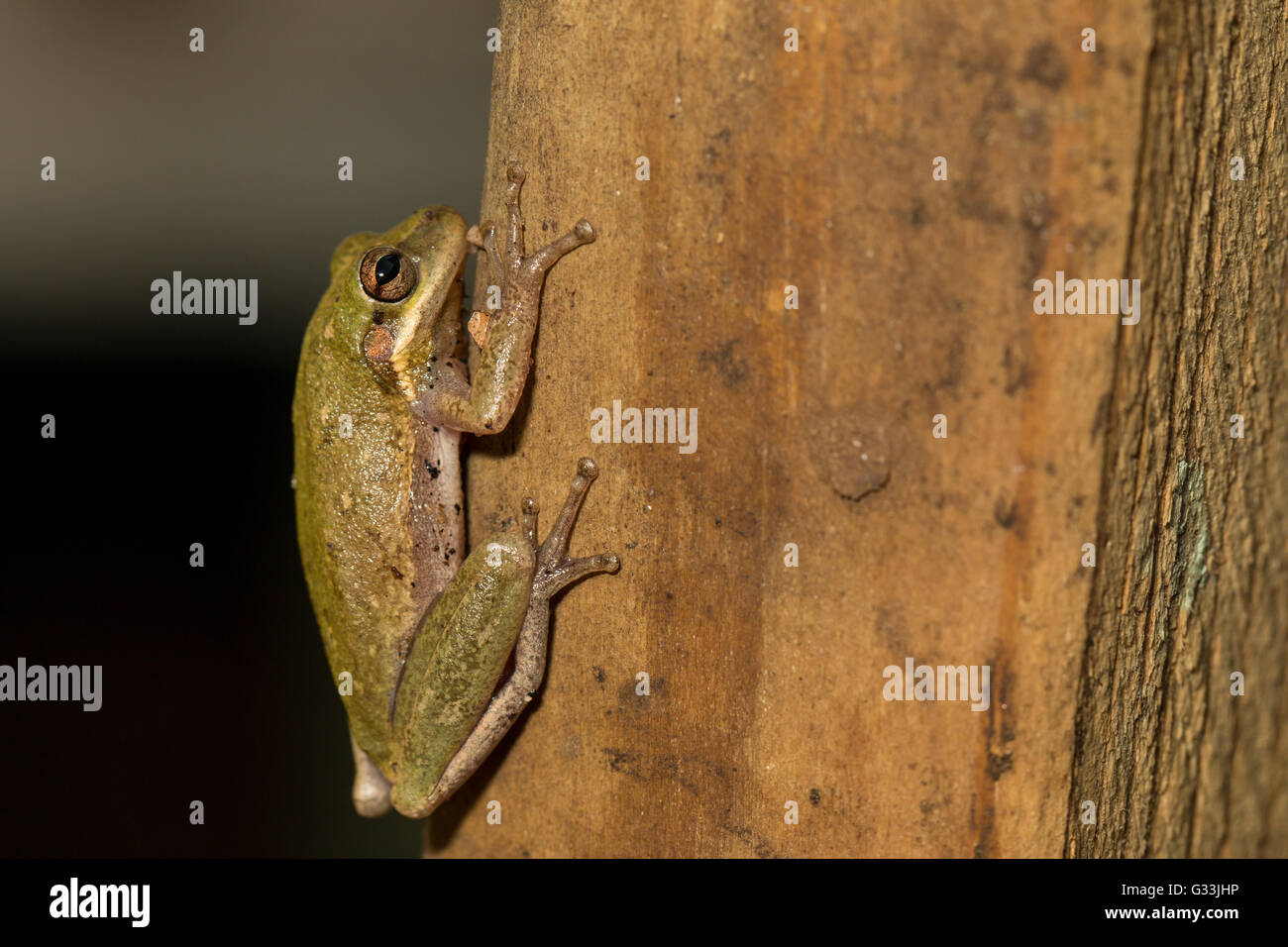 Squirrel tree frog clinging to a post - Hyla squirella Stock Photo - Alamy