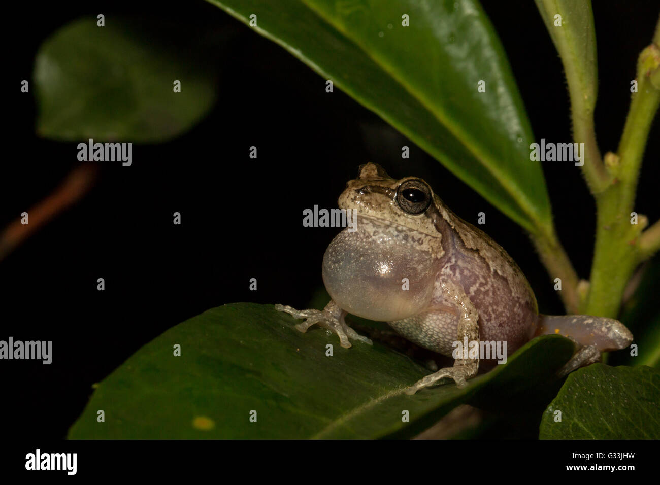 Calling pinewoods tree frog - Hyla femoralis Stock Photo - Alamy