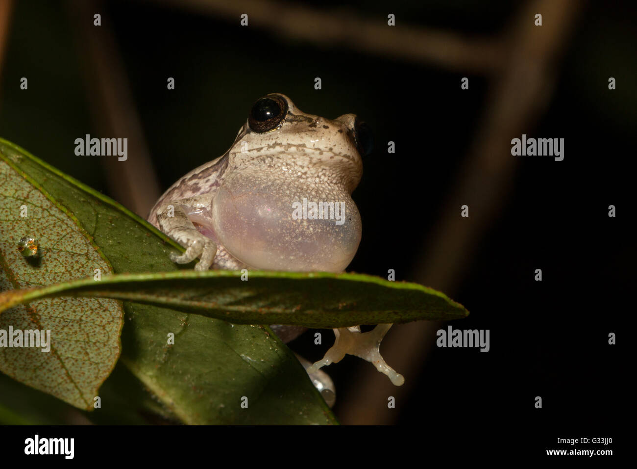 Pinewoods tree frog hi-res stock photography and images - Alamy