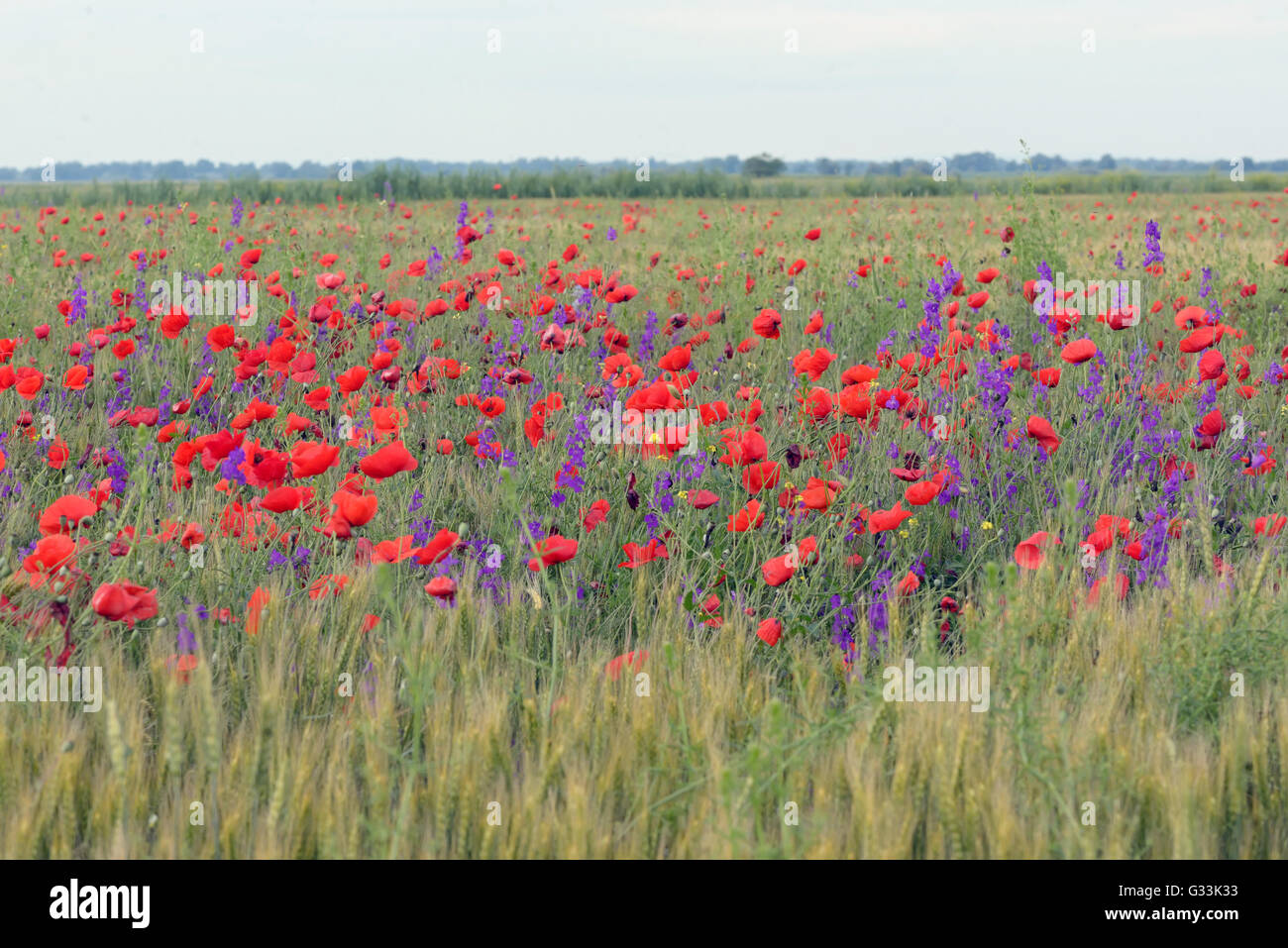 Field of colorful flowers hi-res stock photography and images - Alamy