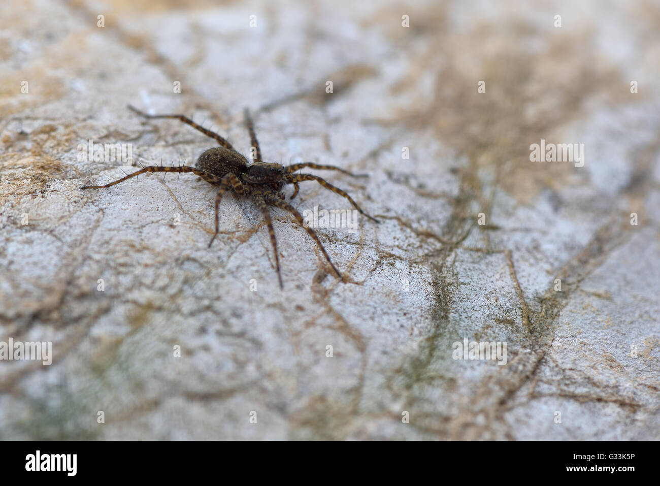 Eight Legged Freaks Spider Queen