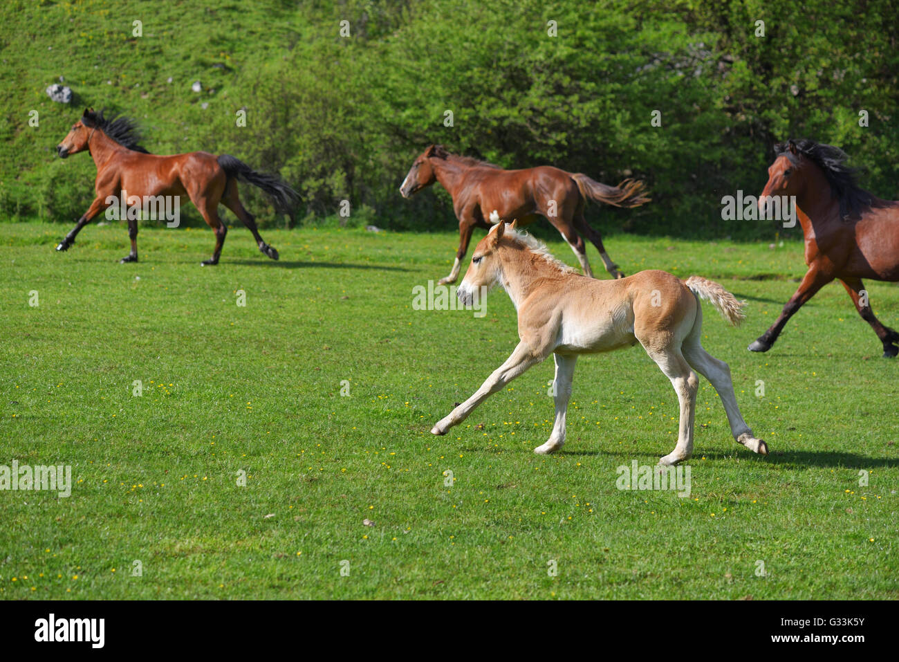 Little foal running on a green grass field with flowers and other ...