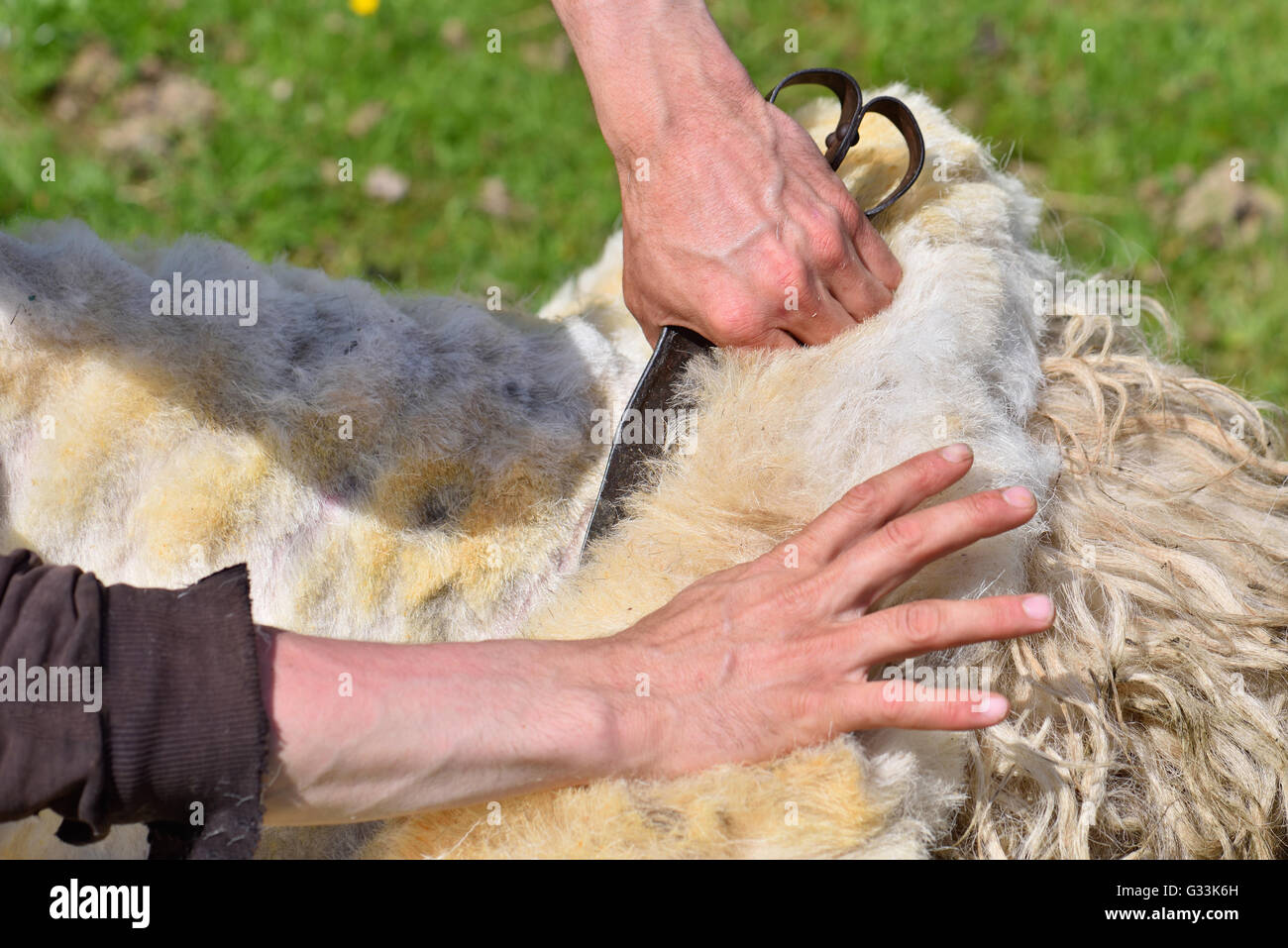 Man shears the sheep hi-res stock photography and images - Alamy