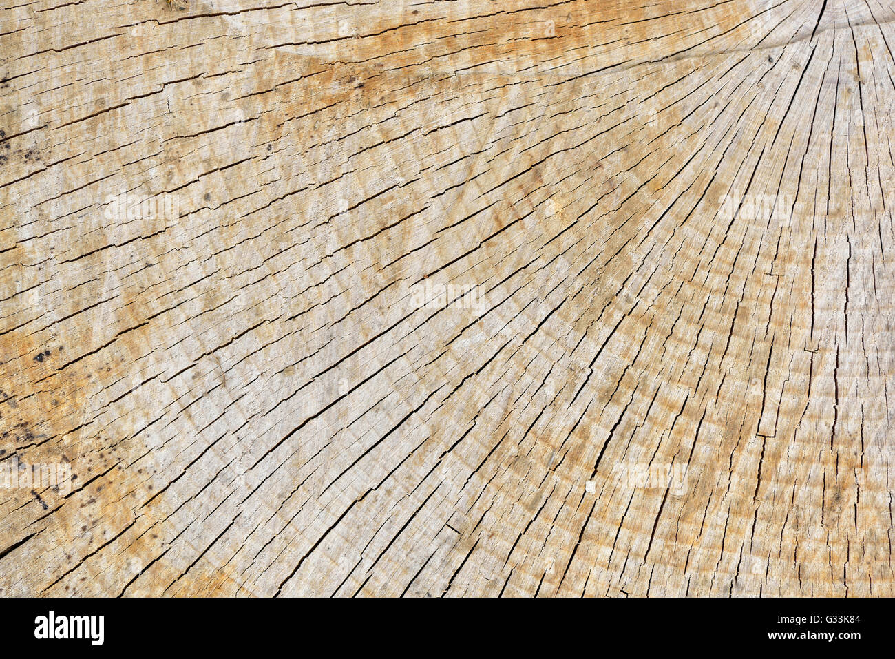 Abstract Background Texture Of Freshly Chainsaw Cut Wood Stock Photo ...