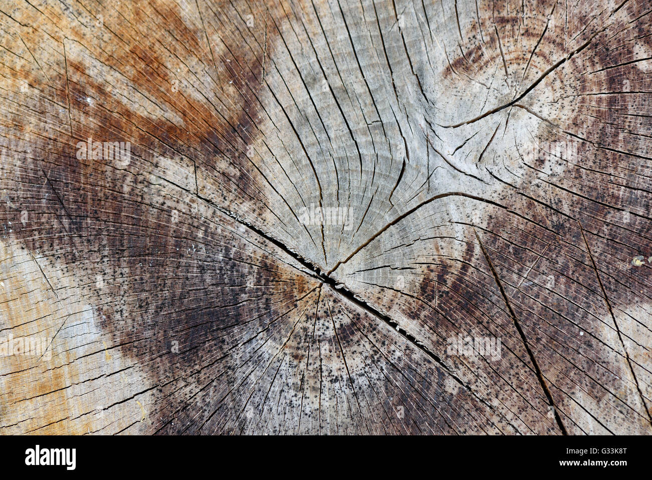 Abstract Background Texture Of Freshly Chainsaw Cut Wood Stock Photo ...
